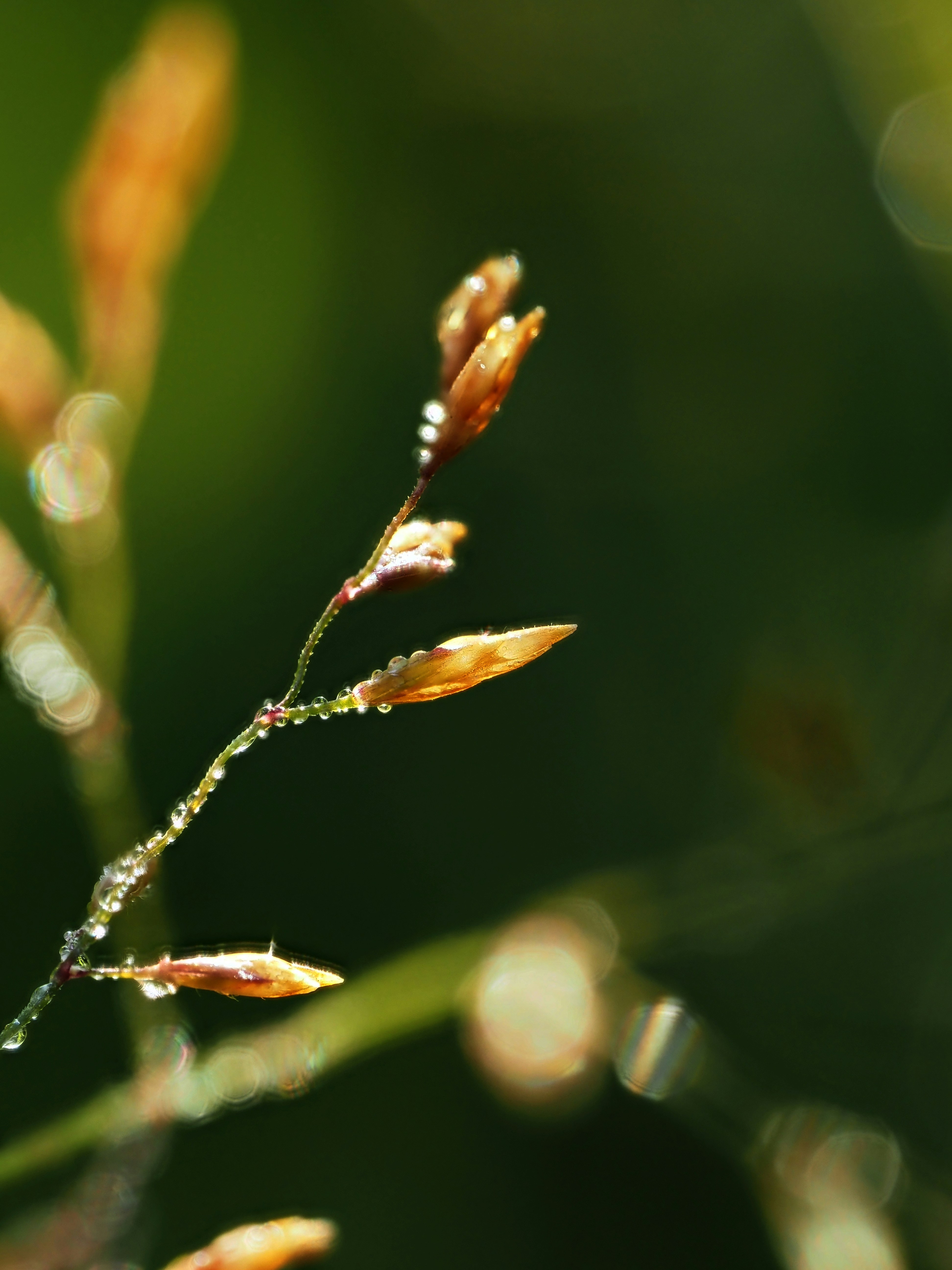 Dew-kissed Seed Heads in Soft Focus Morning Light