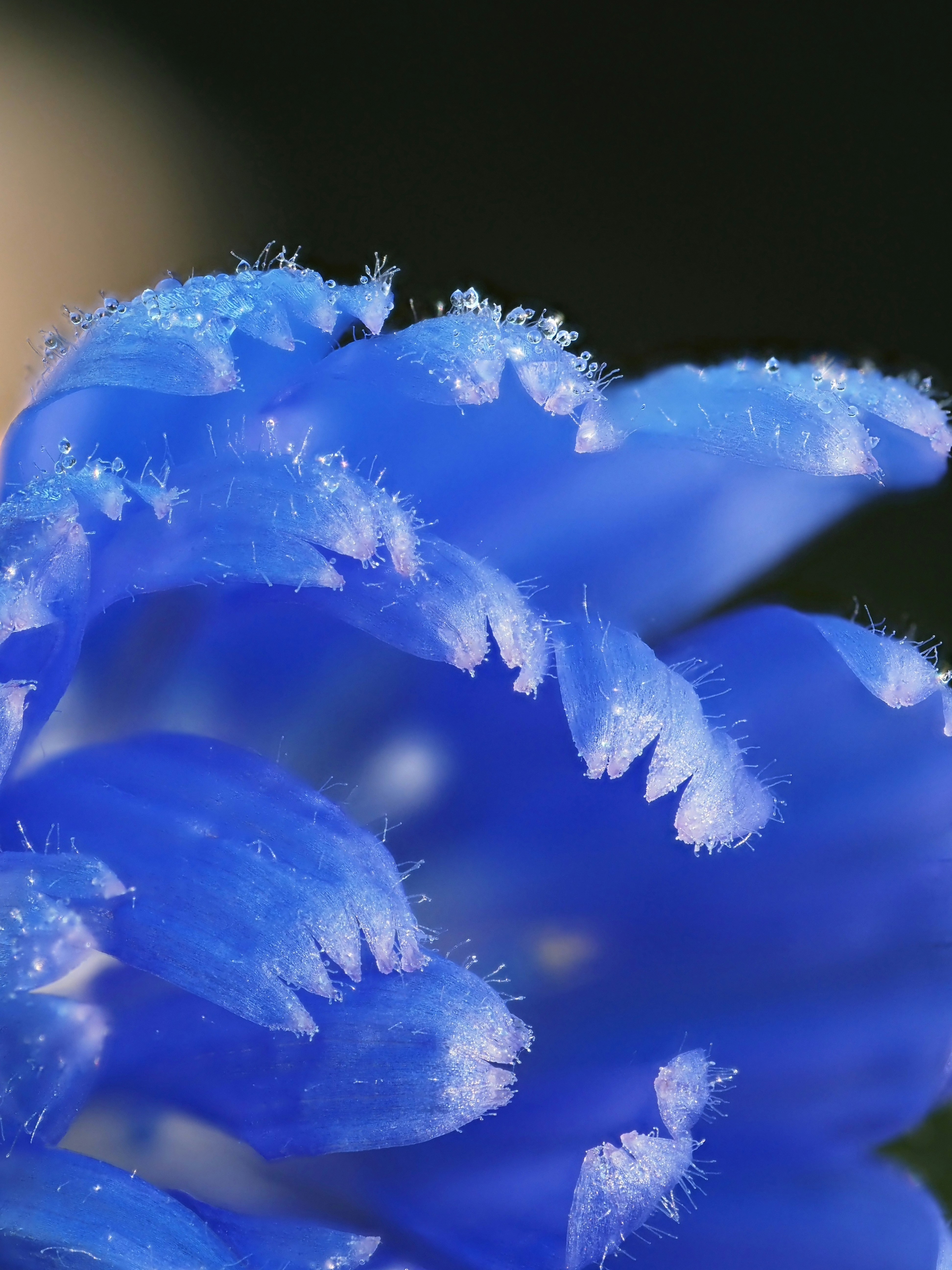 Macro shot of vivid blue petals with frosty edges, close-up view highlighting delicate trichomes and texture.