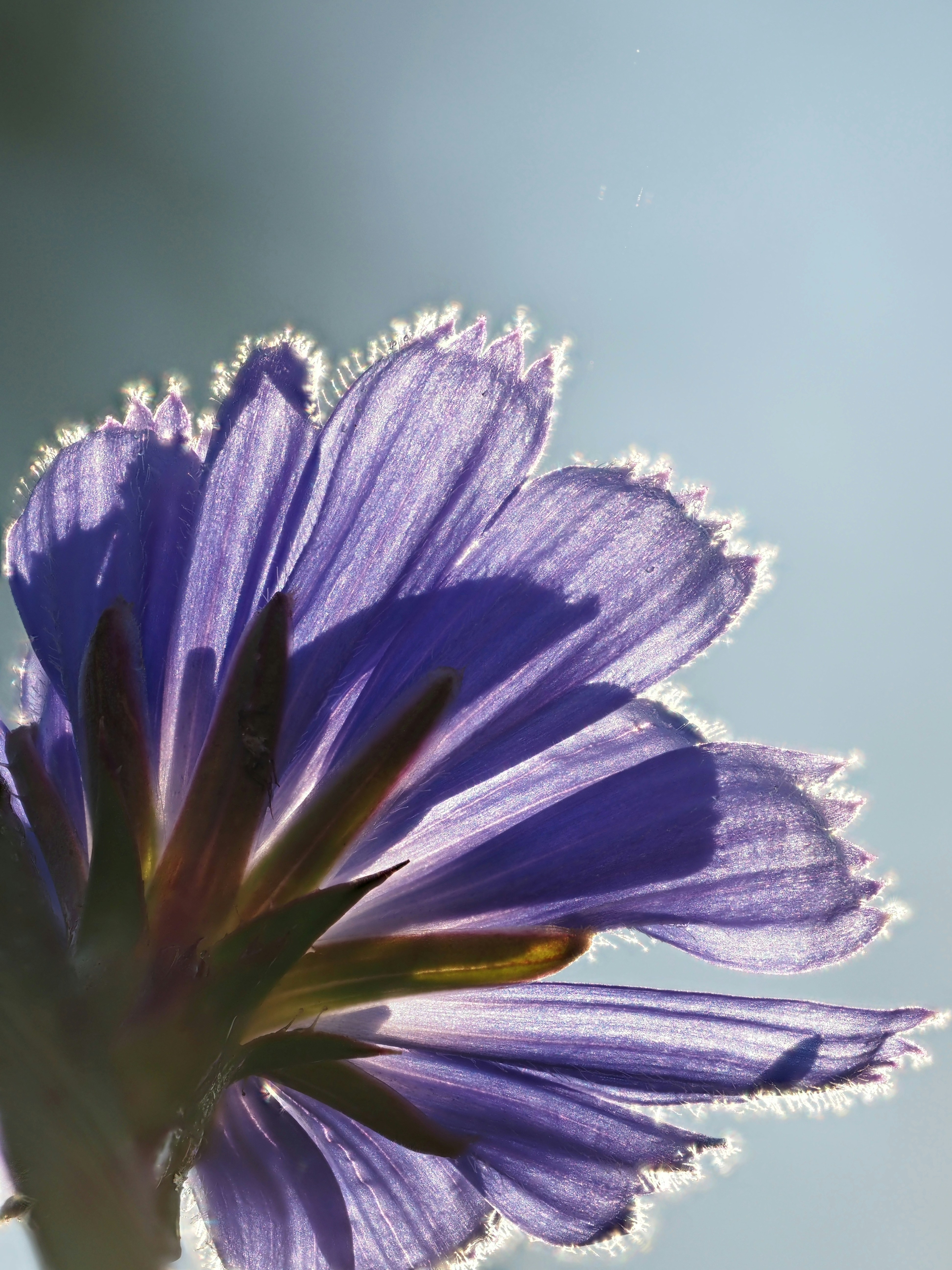 Backlit Violet Petals: A Sunlit Macro Moment