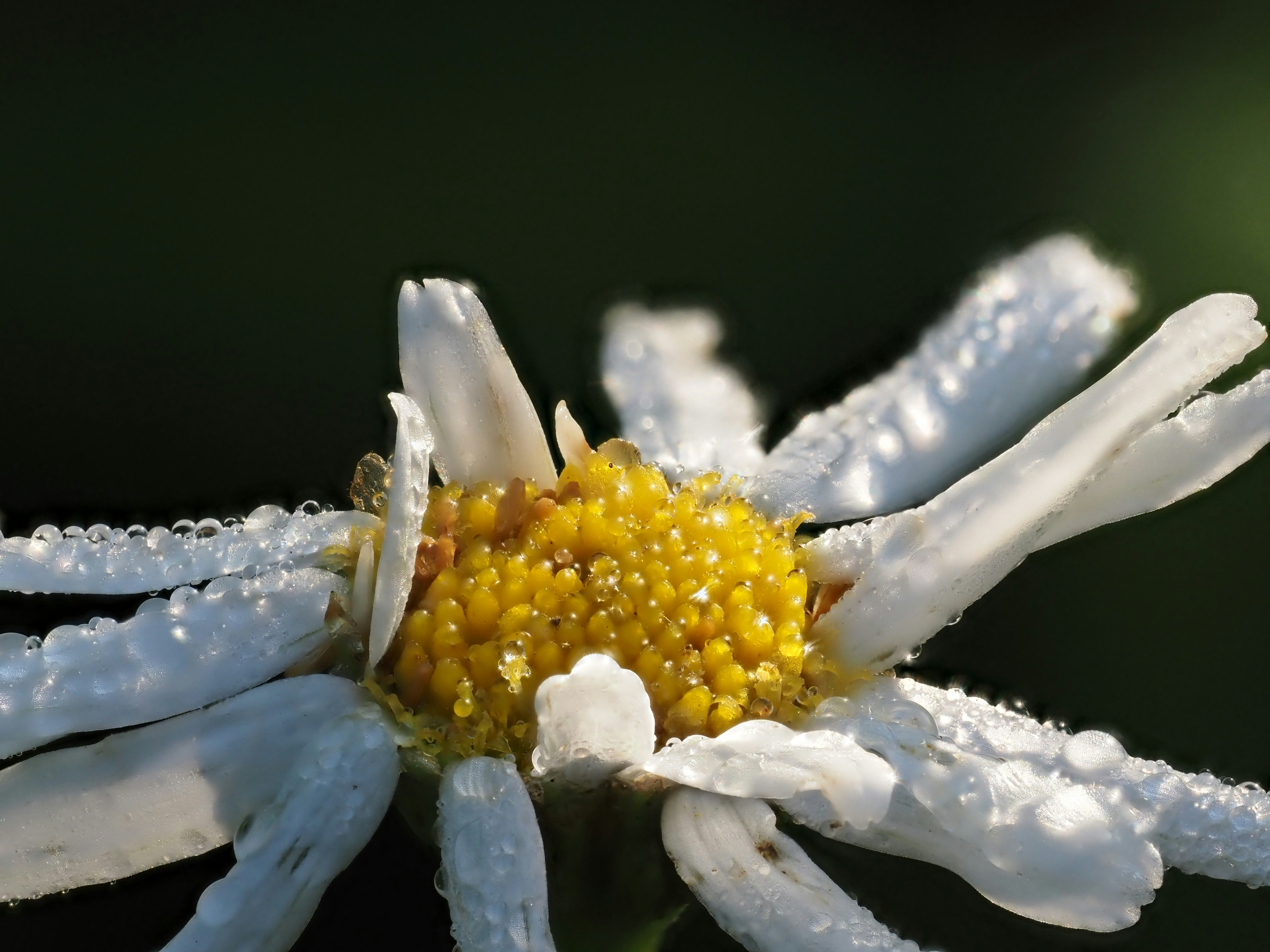 Dew-kissed Daisy: Macro Glow on a Morning Blossom
