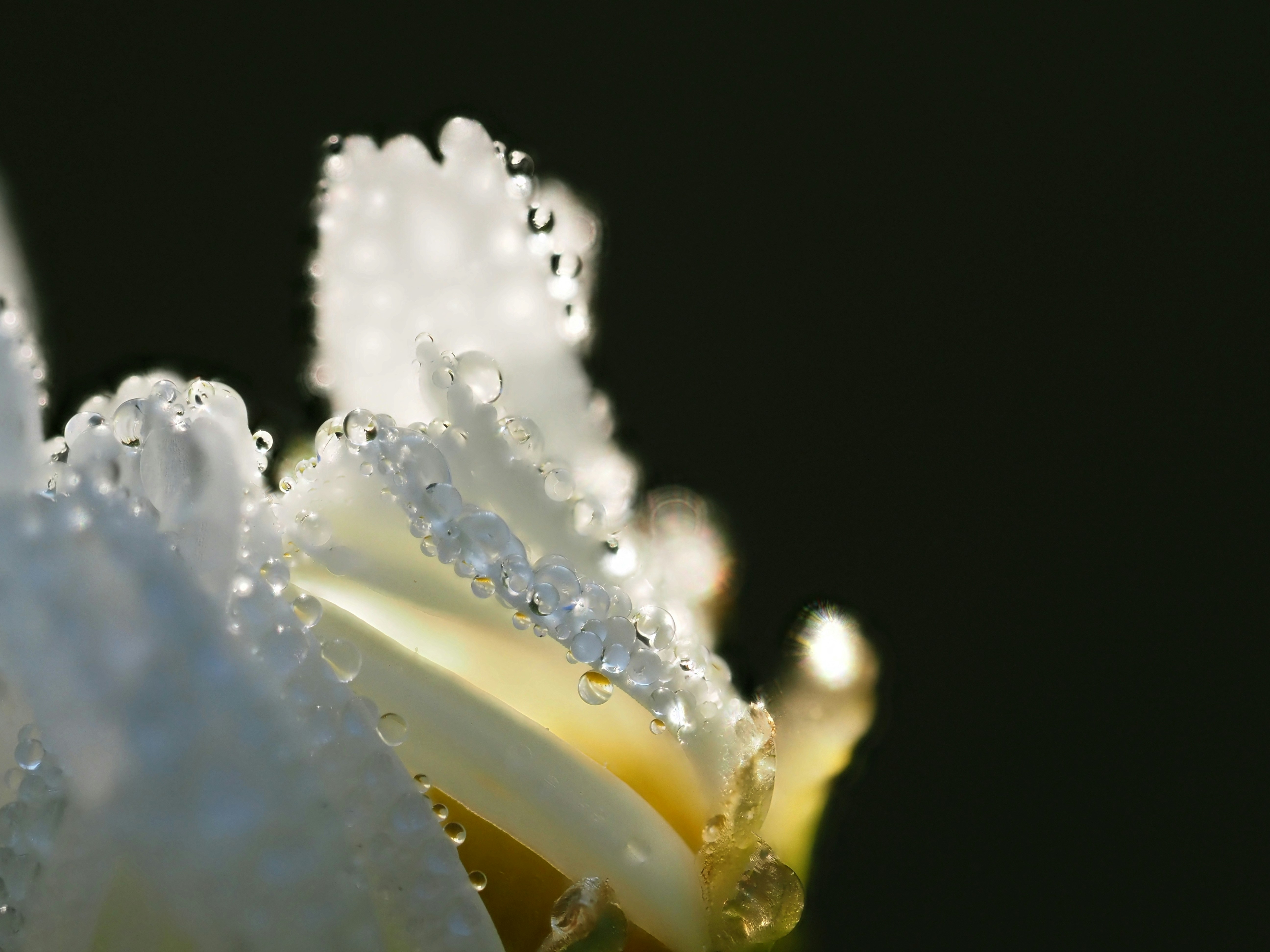 morning dew on a chamomile flower