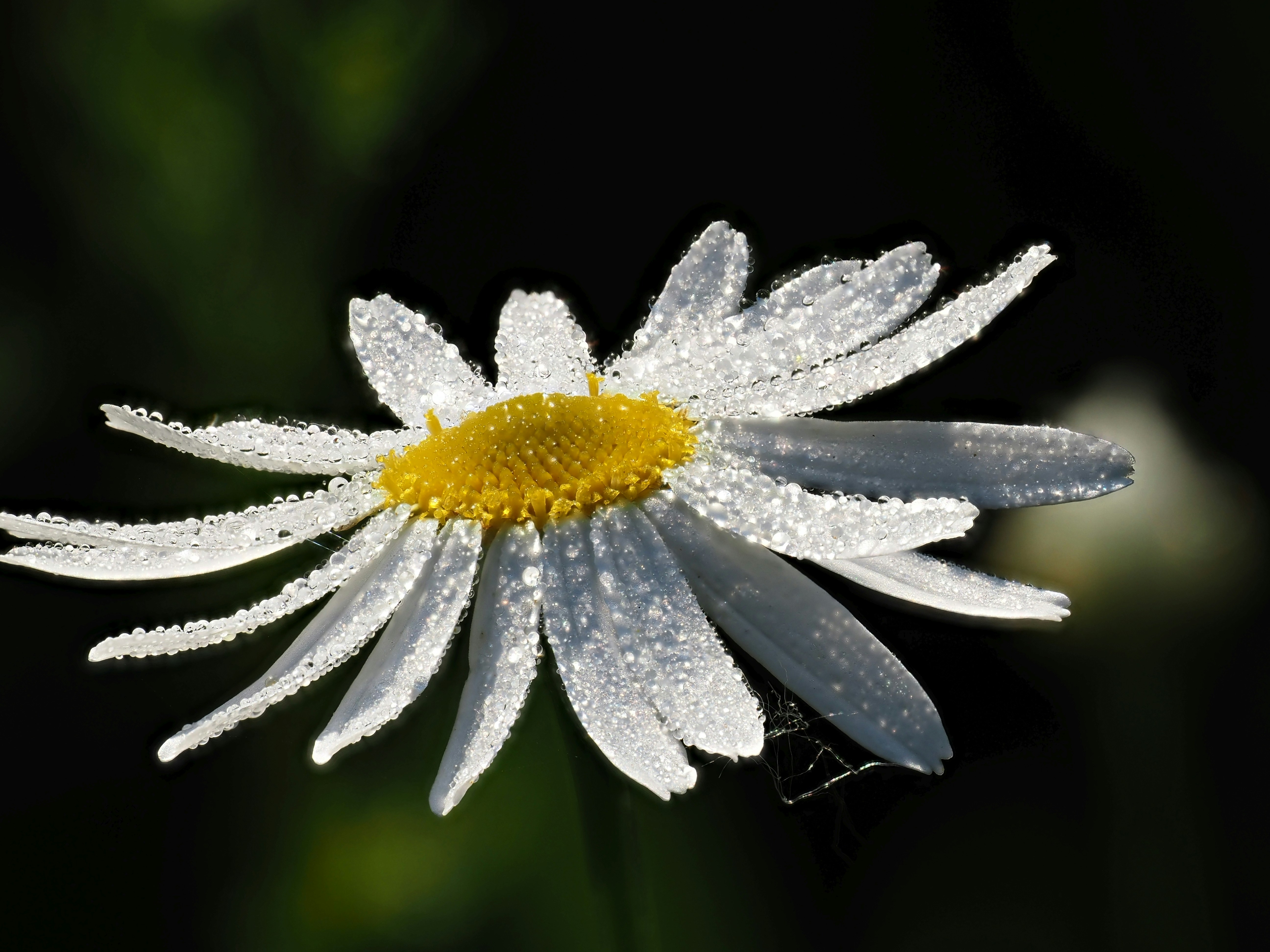 Close-up of a single white daisy with a yellow center, covered in dew droplets against a dark, blurred background.