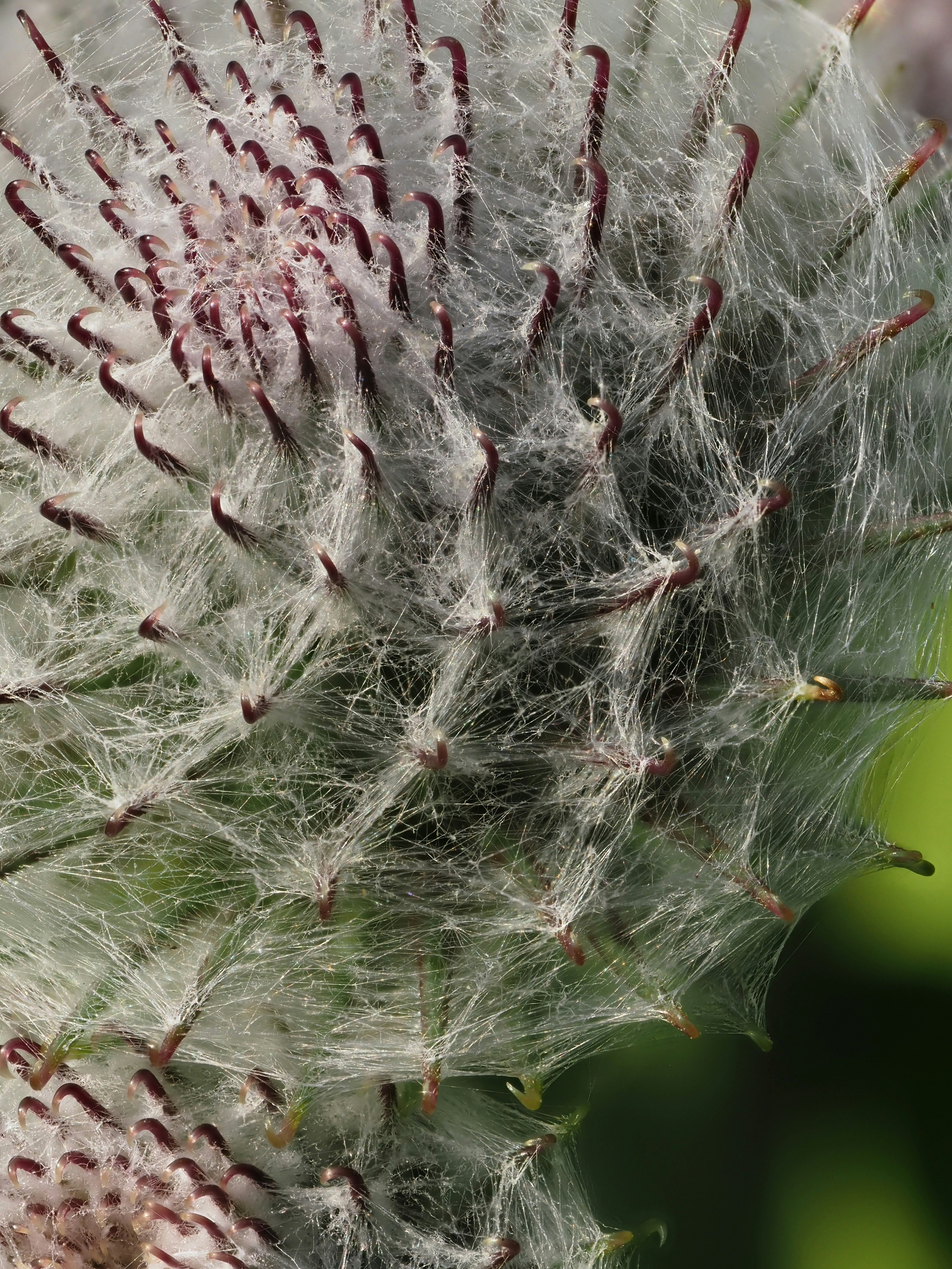 Close-up of a spiky flower head with fine white filaments and reddish anthers, revealing intricate silk-like strands against soft green bokeh.