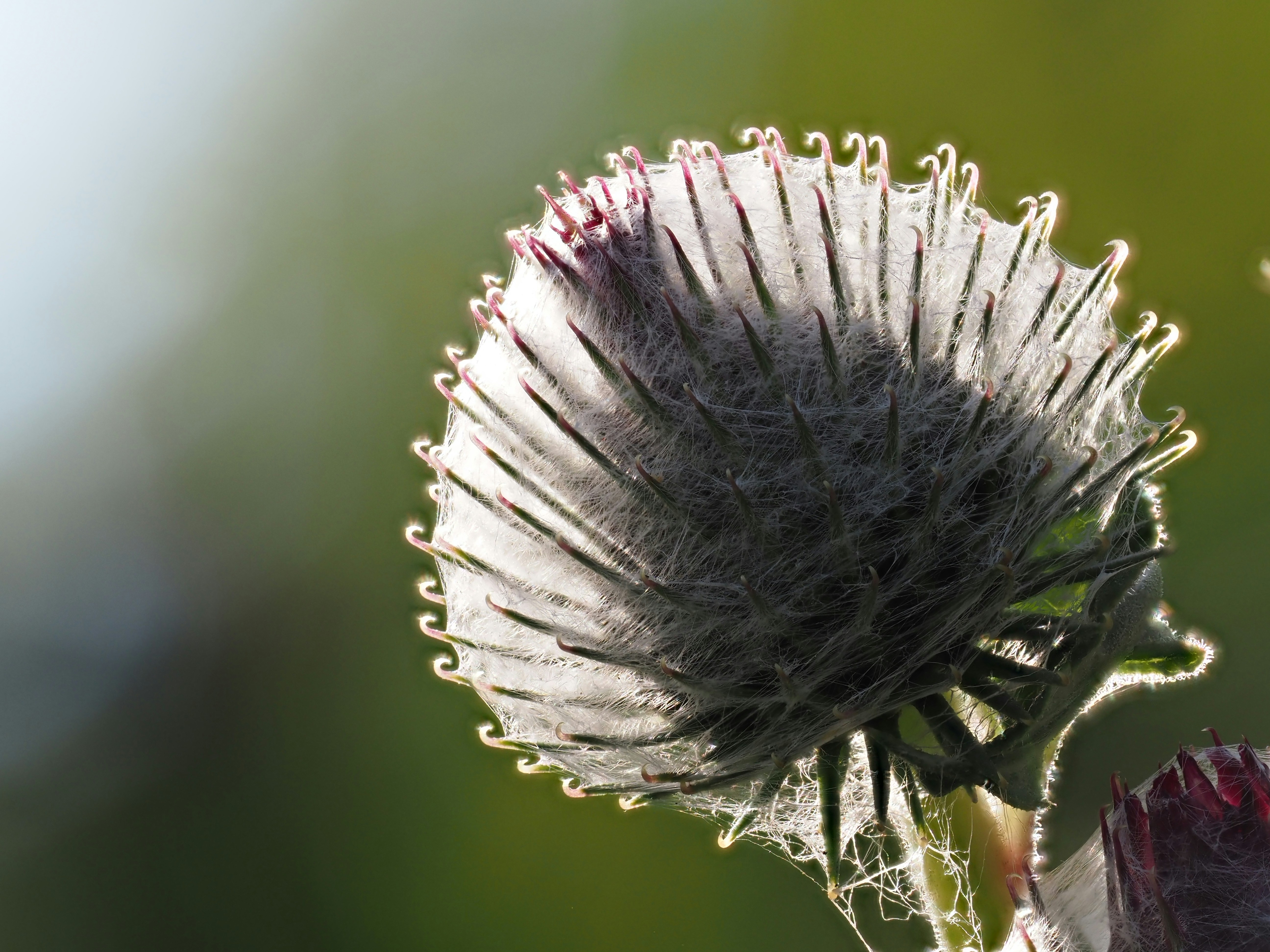 Close-up of a backlit thistle head with curling spines catching light, against a soft green background; highlights texture and tiny filaments around the bloom.