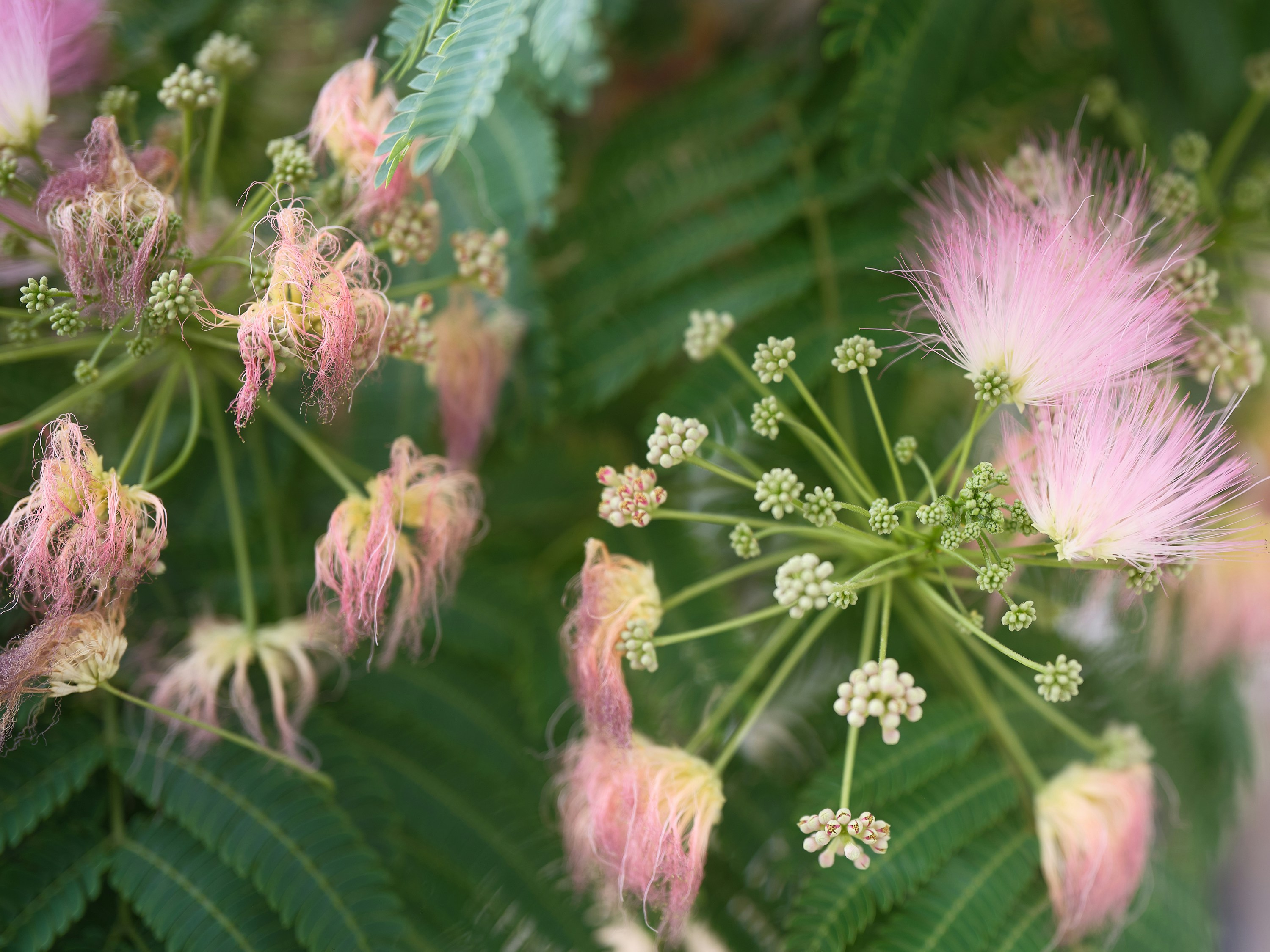 Soft Pink Plumes in a Garden Sheen