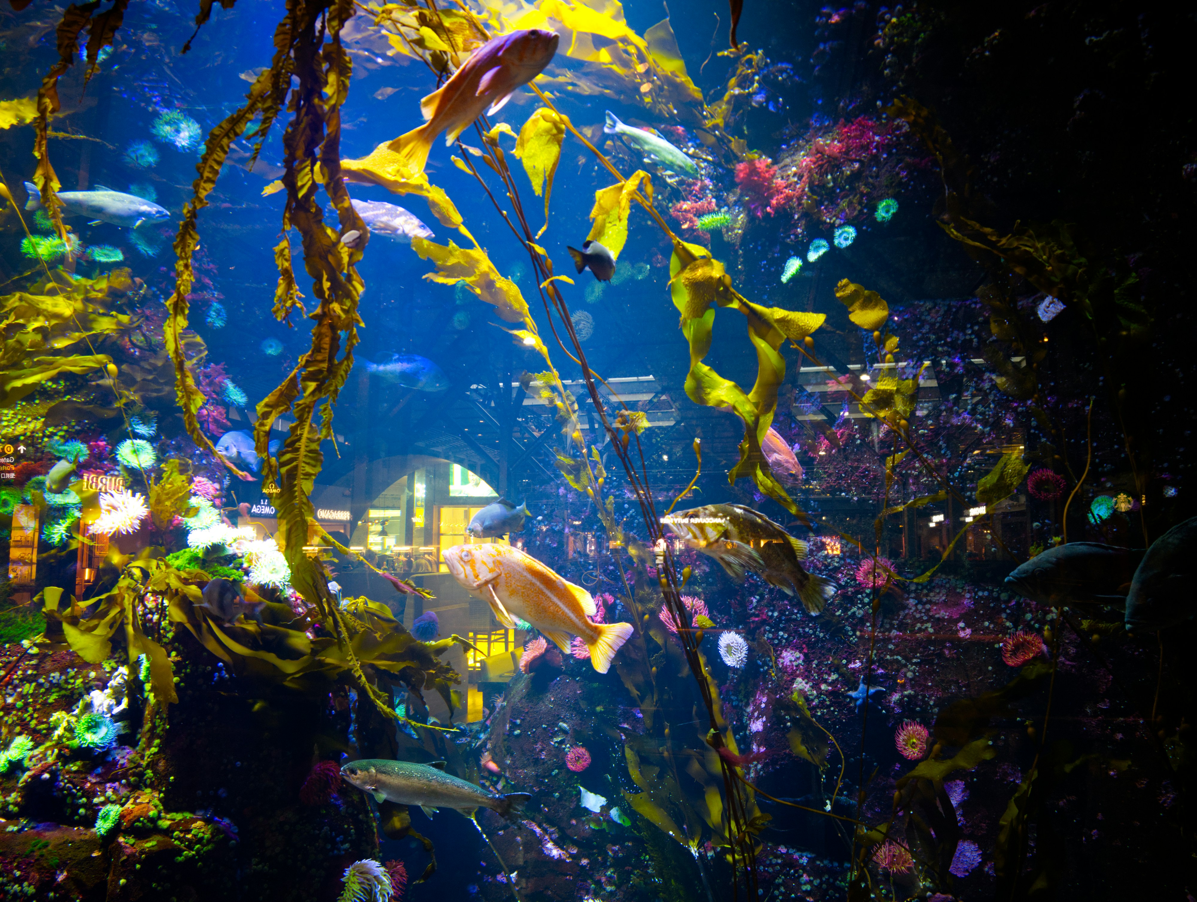 Colorful underwater scene inside an aquarium with fish swimming among kelp and coral, hinting at an architectural backdrop through glass.