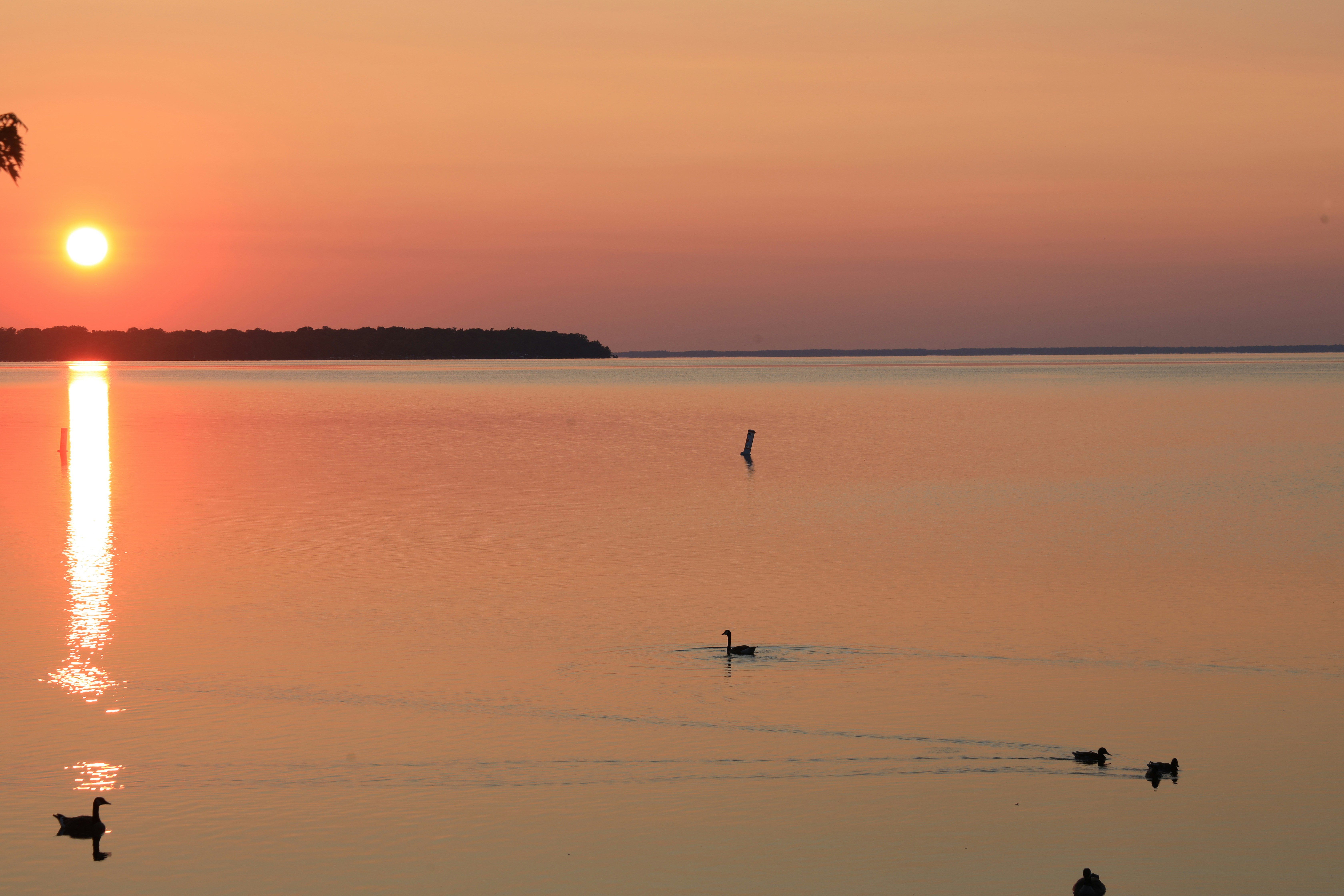 Horizon Sunset over a Quiet Lake with Floating Birds