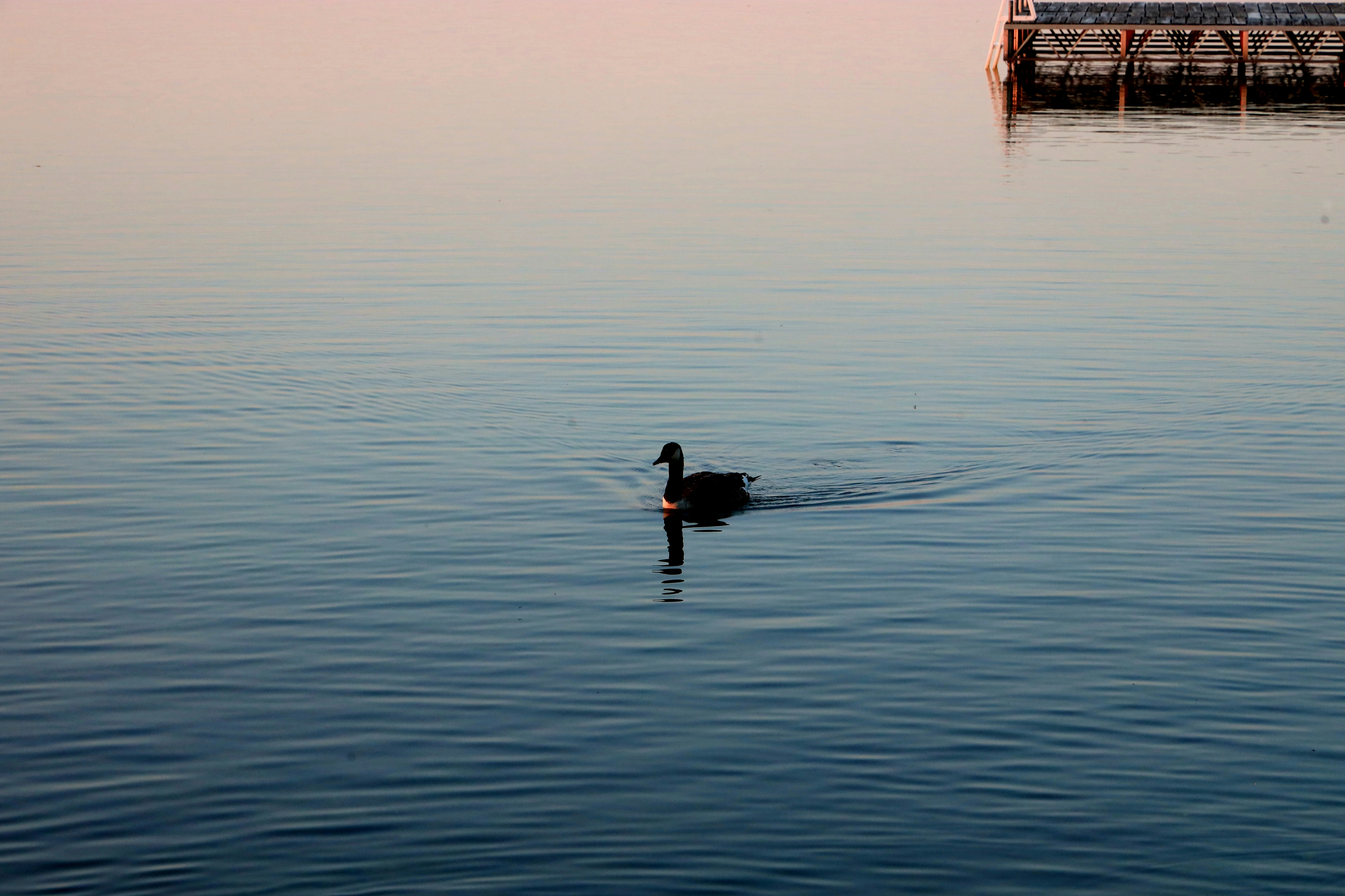 Solo Waterfowl: A Quiet Glide Across Glassy Blue