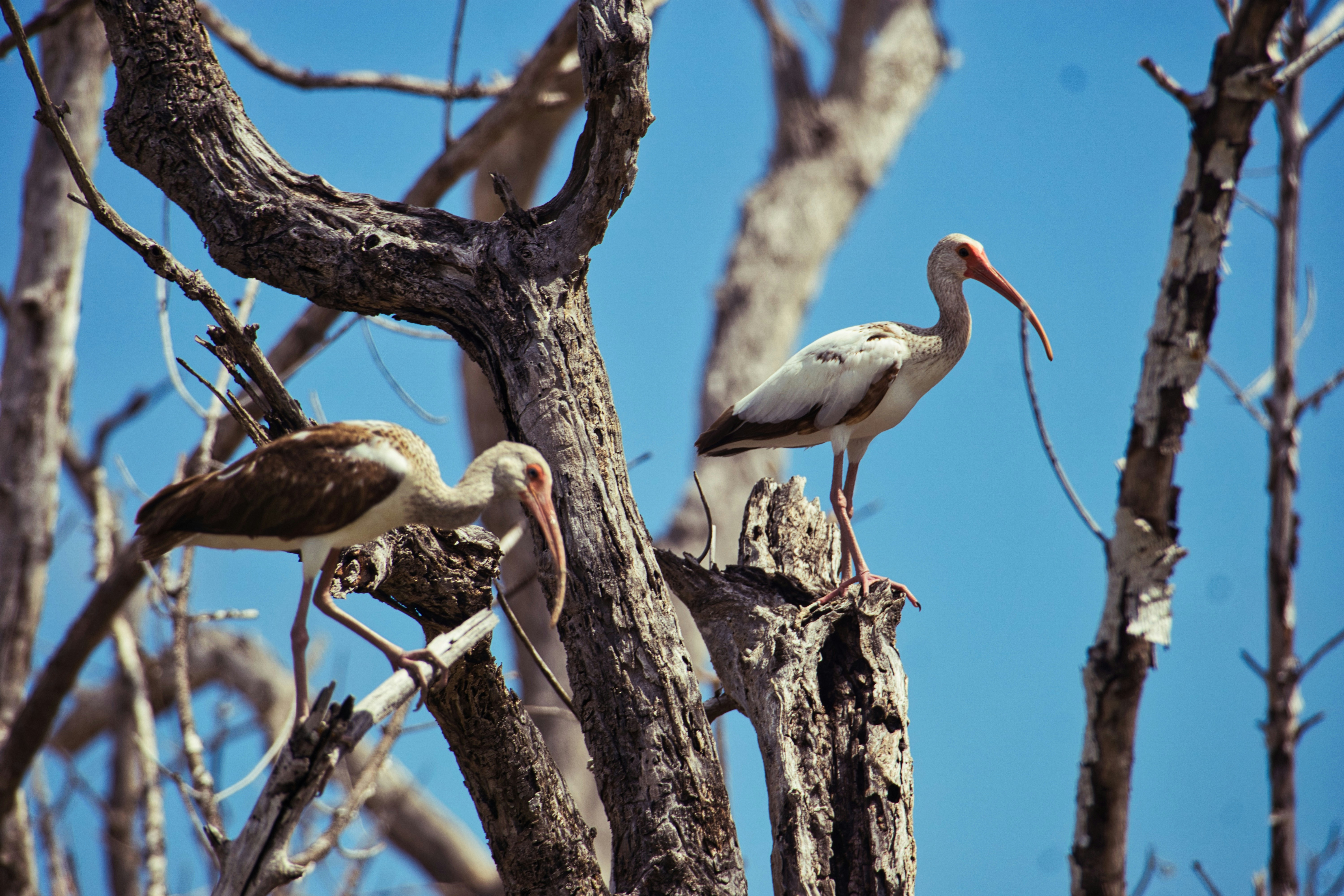 Perched Pelicans Amid Charred Branches Under a Clear Blue