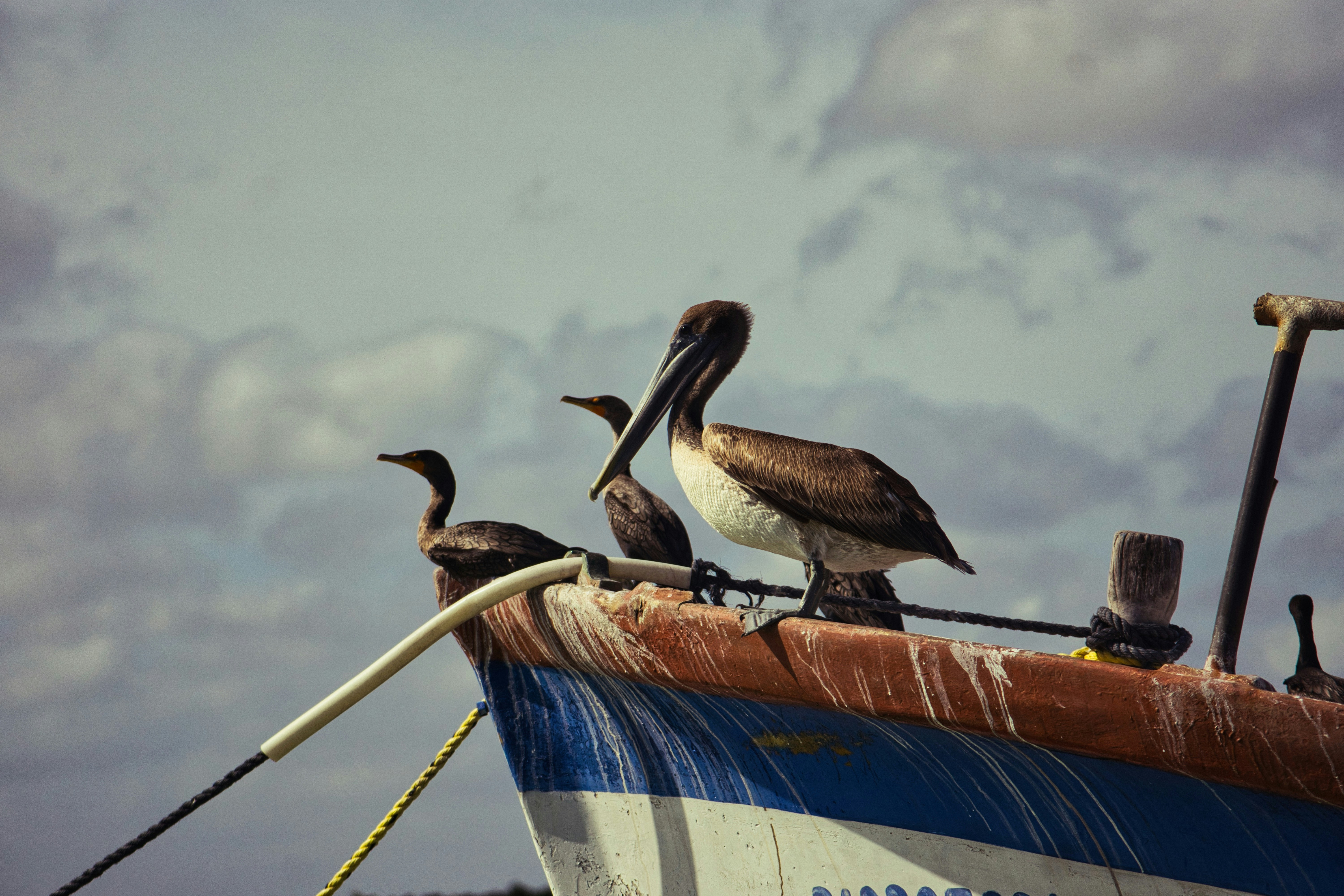 Pelicans on a Painted Bow: Quiet Maritime Moment