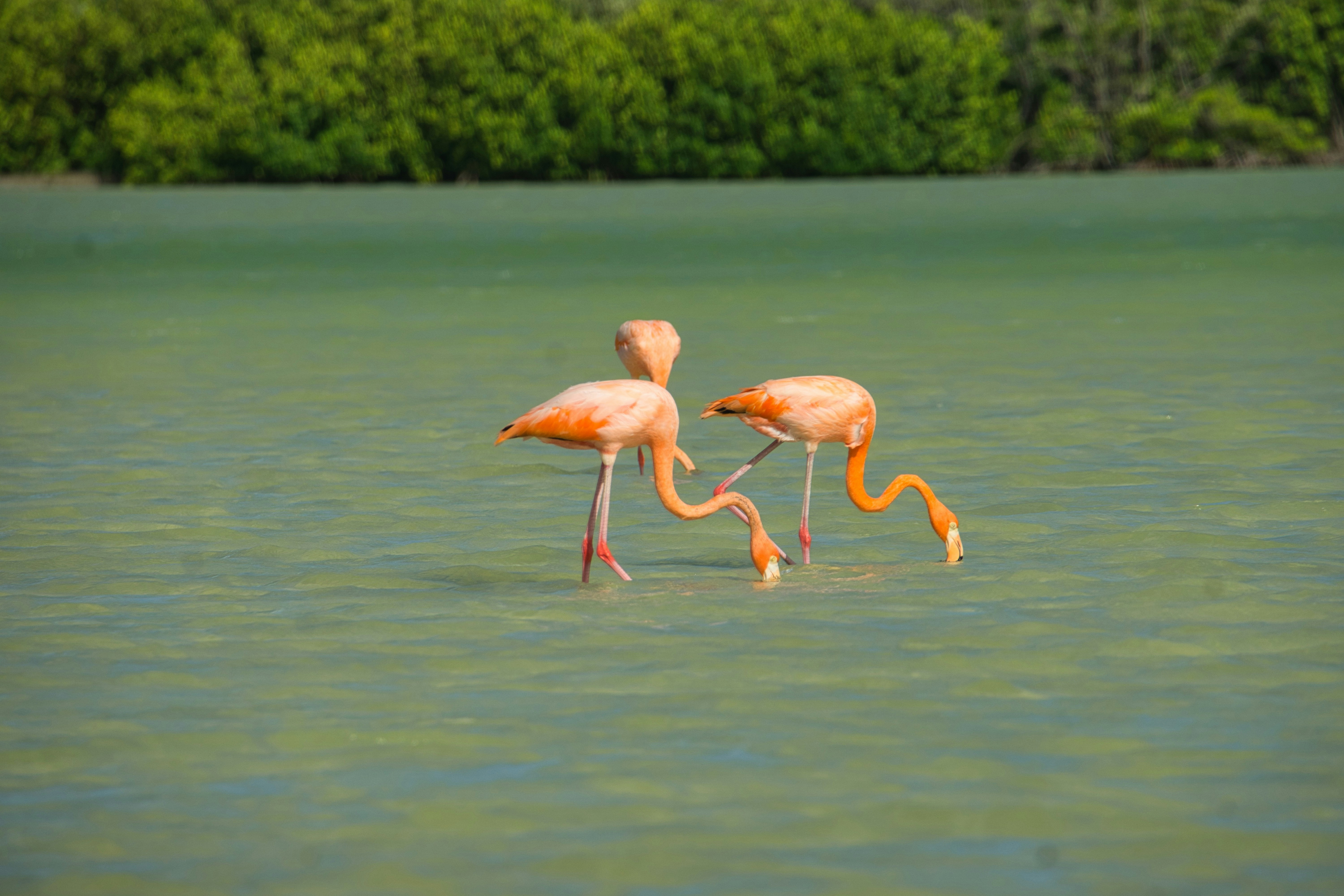 Flamingos in a Quiet Lagoon: Pair at Water's Edge