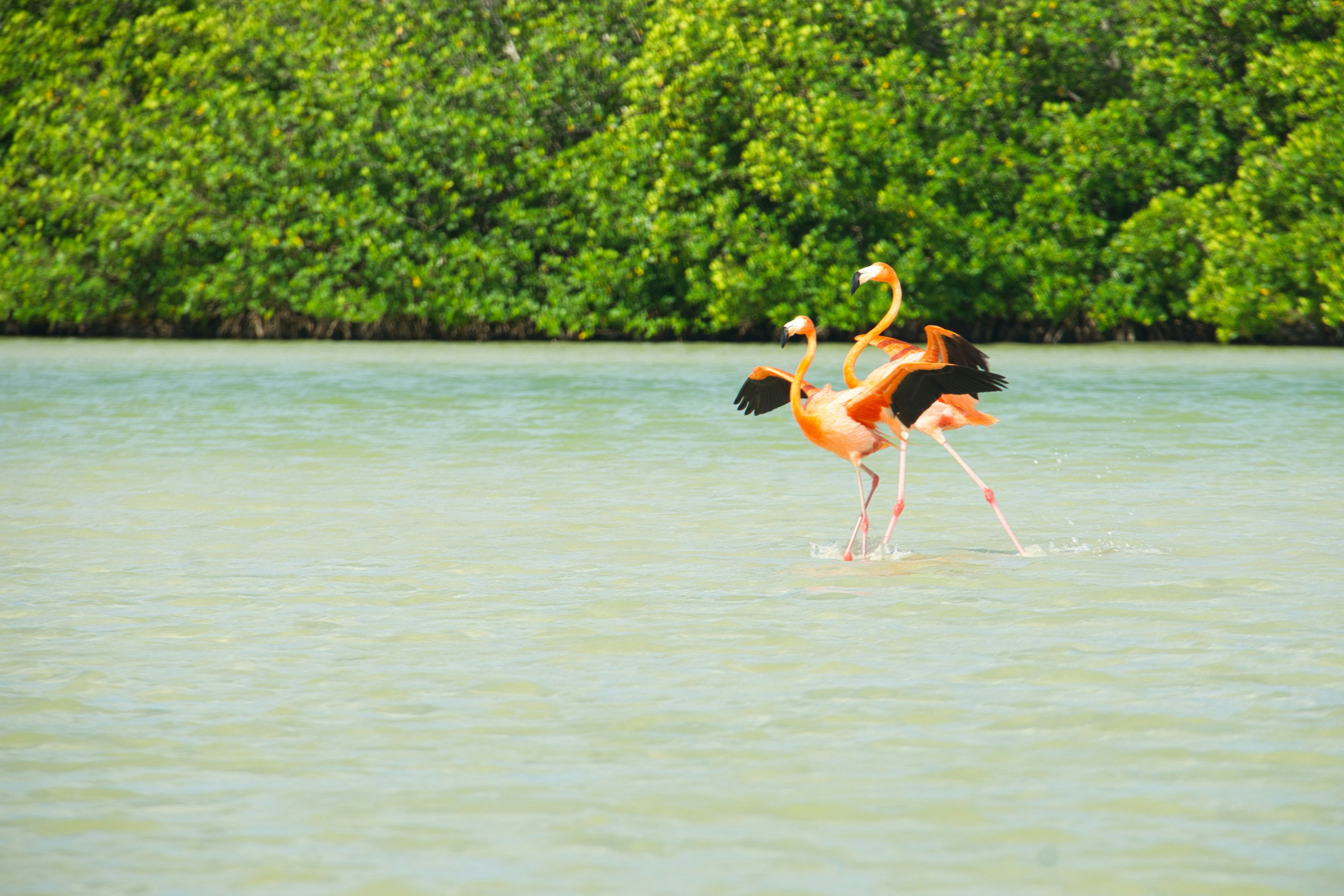 Flamingo Partners: A Tense Sidestep Across Shimmering Bay