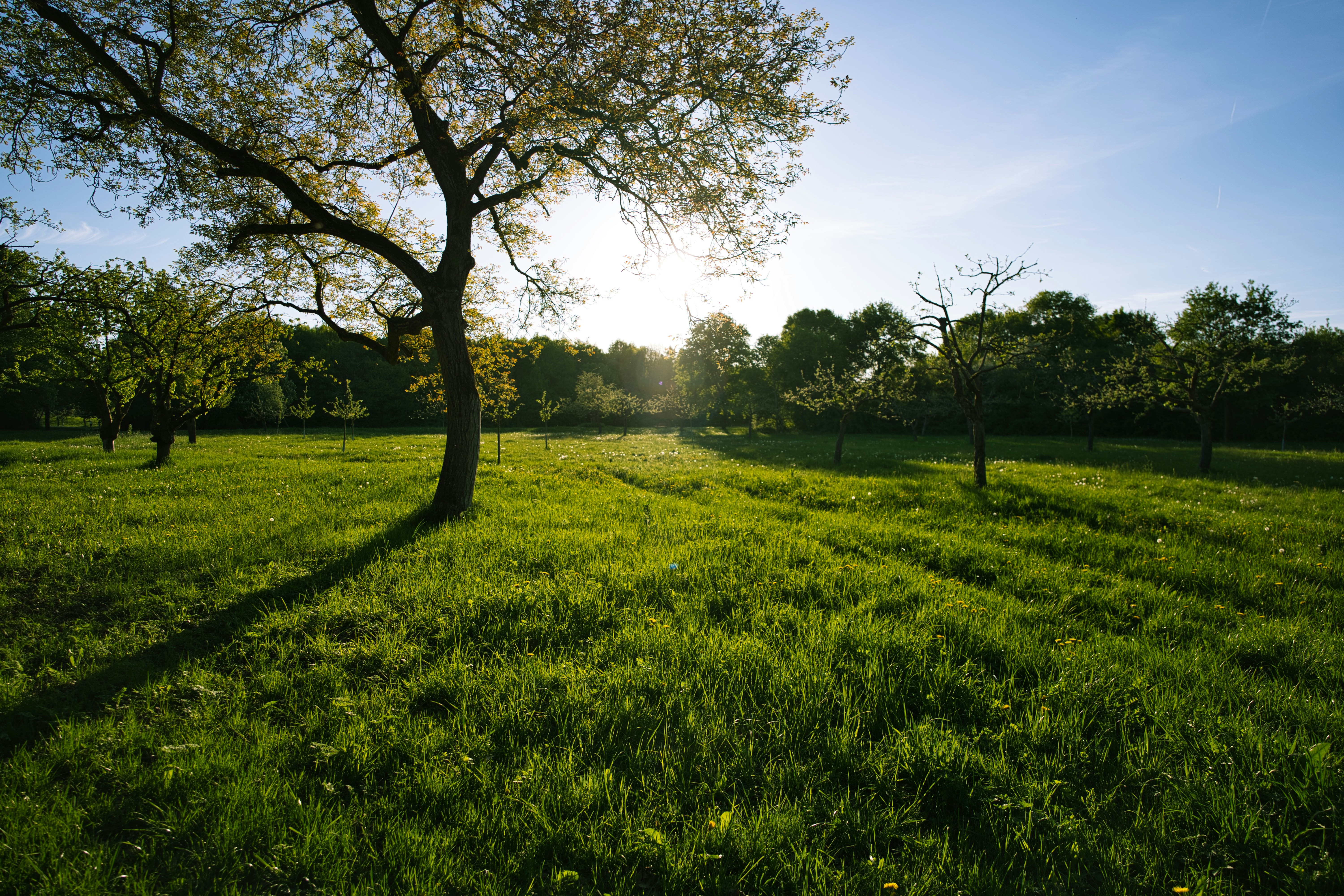 Low Sunlight Graze: A Sunlit Orchard in Spring
