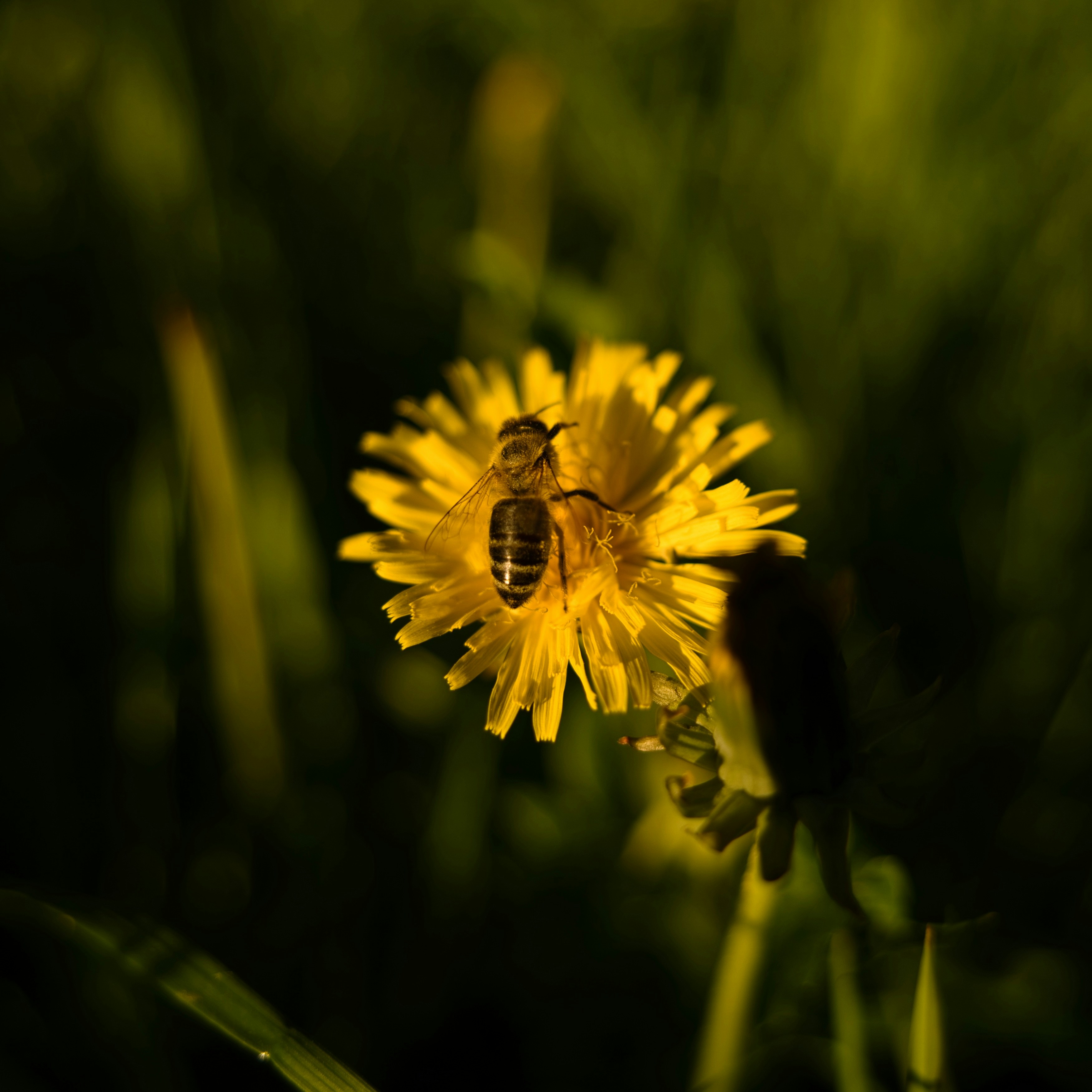 Golden Bloom: Bee at the Heart of a Sunlit Daisy