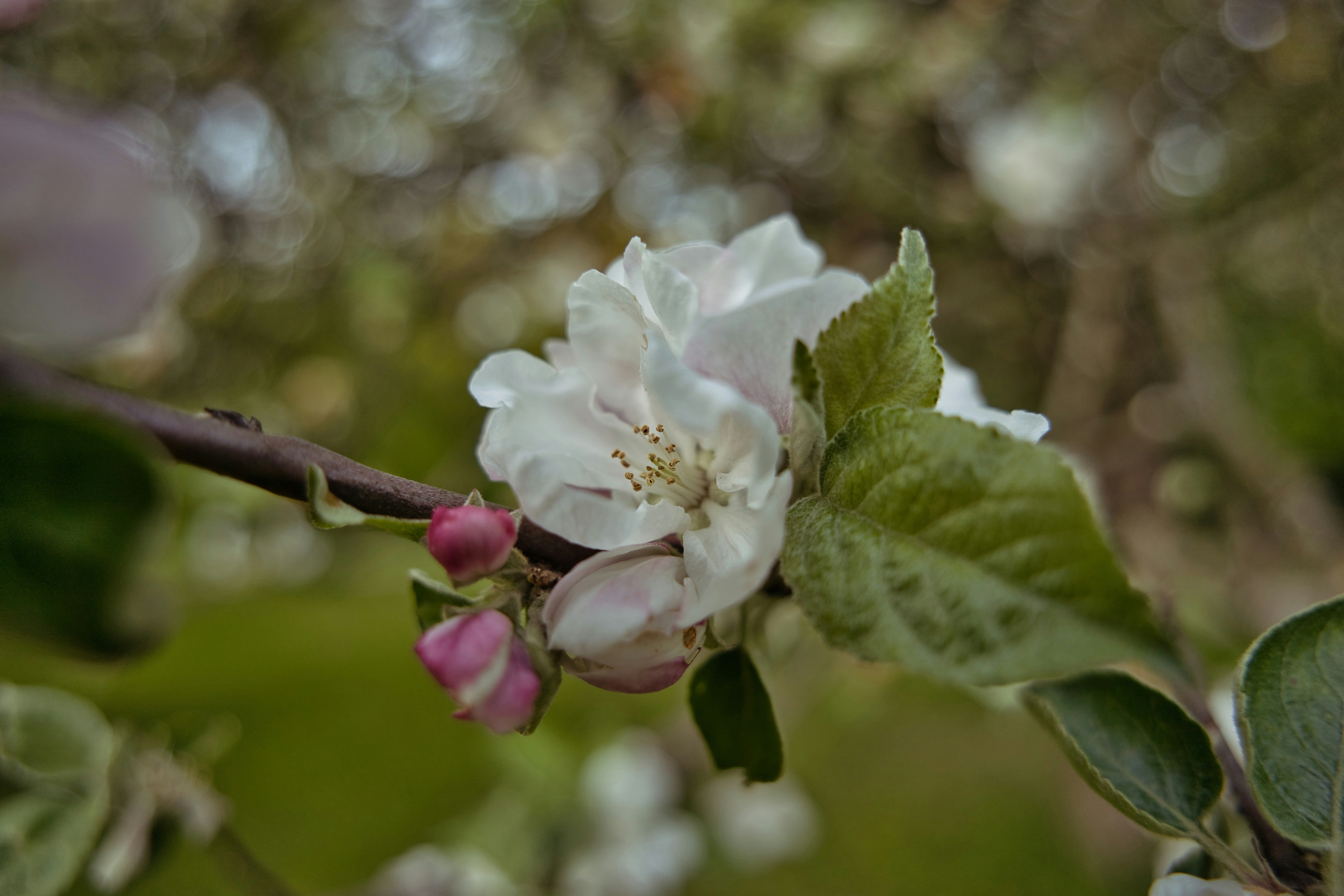 White blossom in soft focus garden embrace