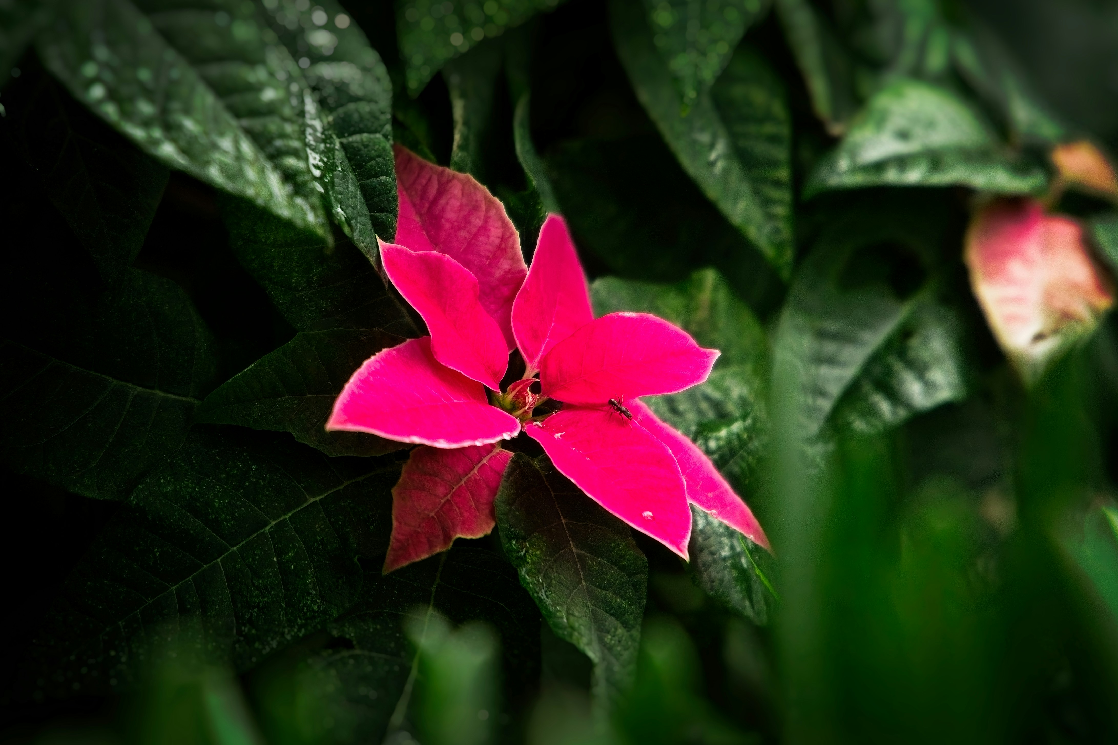 Crimson Petals: A Pink Five-Point Star in a Velvet Green Frame