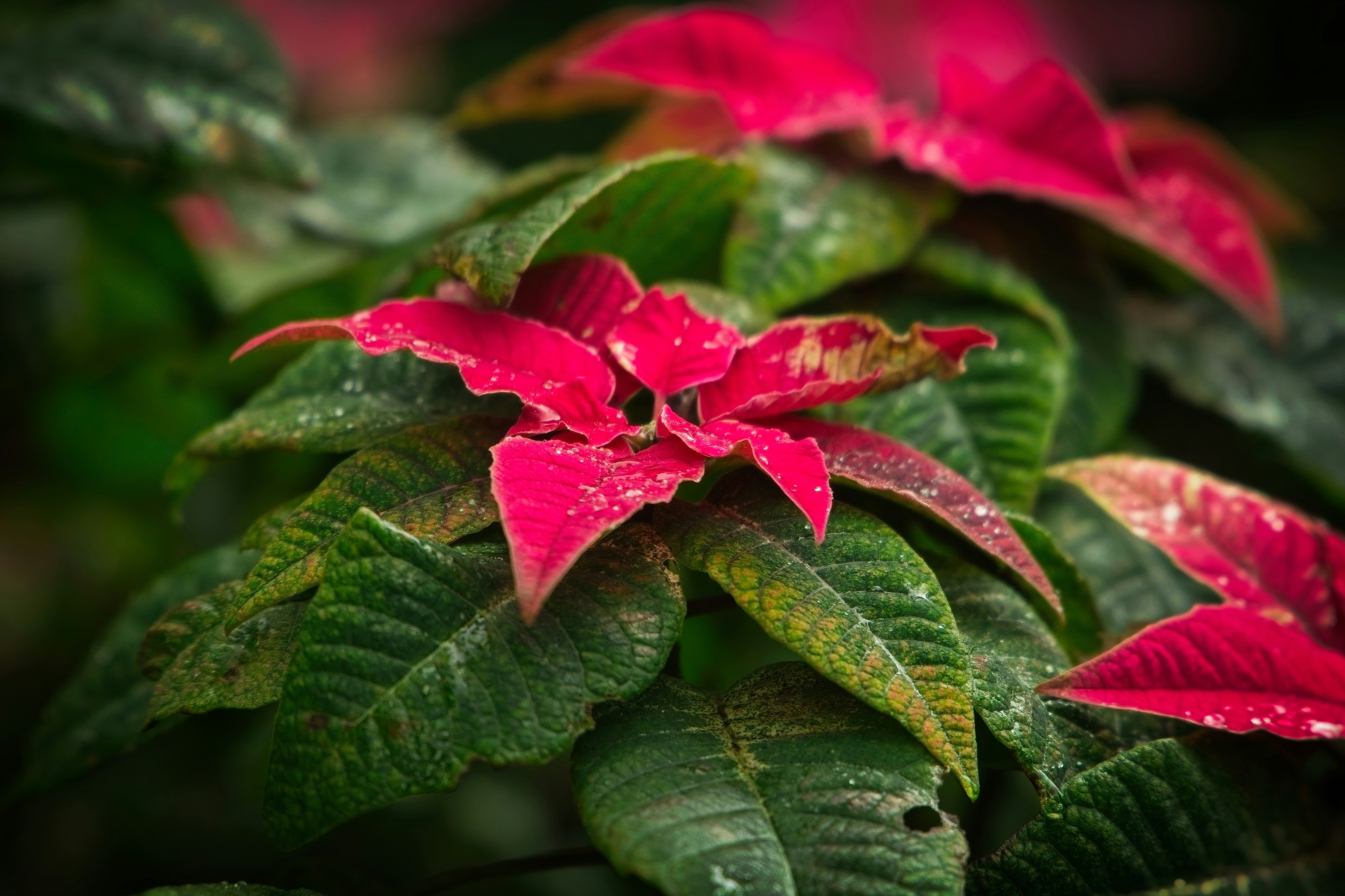 Crimson bracts amid dark green foliage