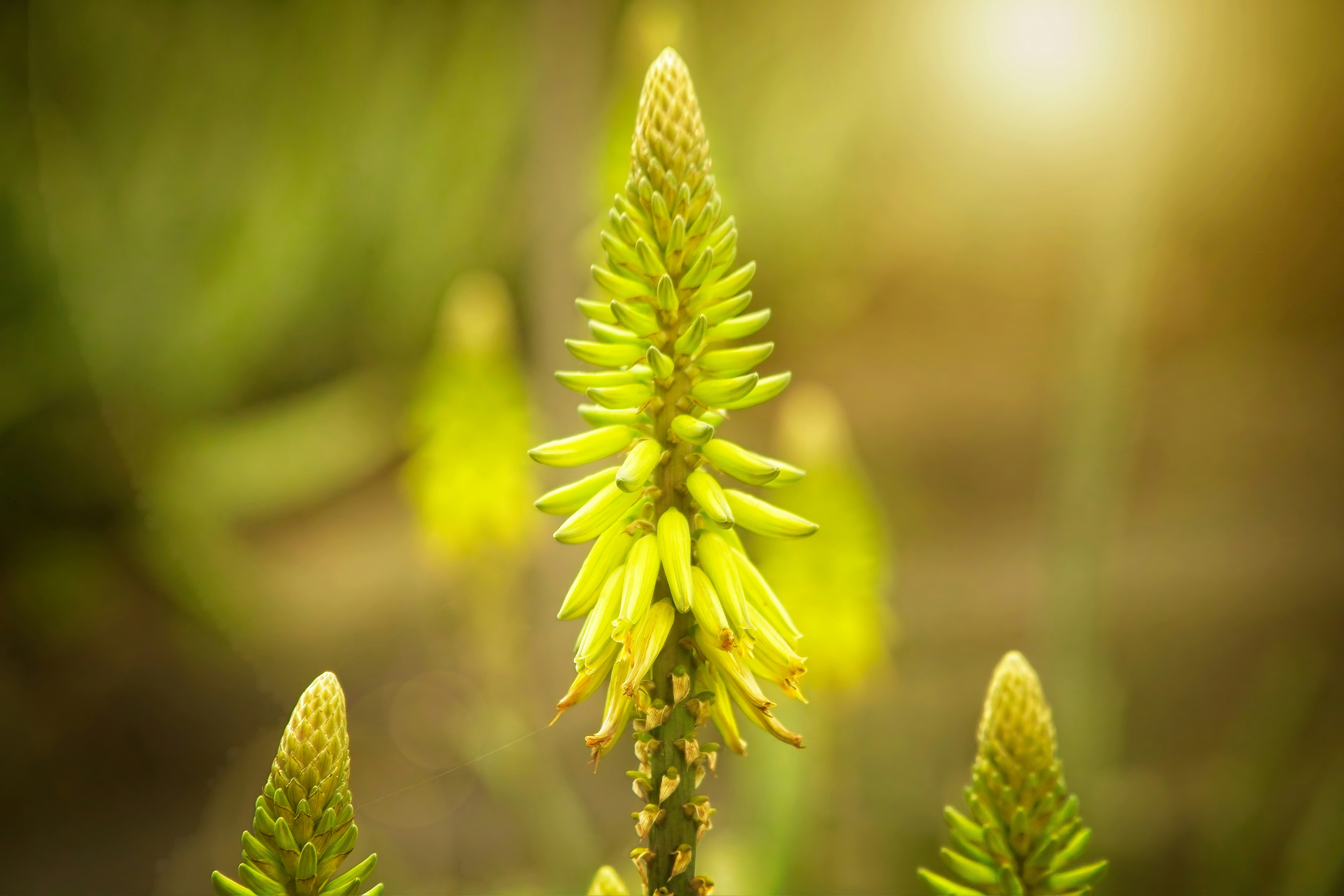 Golden Spike in Soft Focus: A Close-Up of the Helophyte Bloom