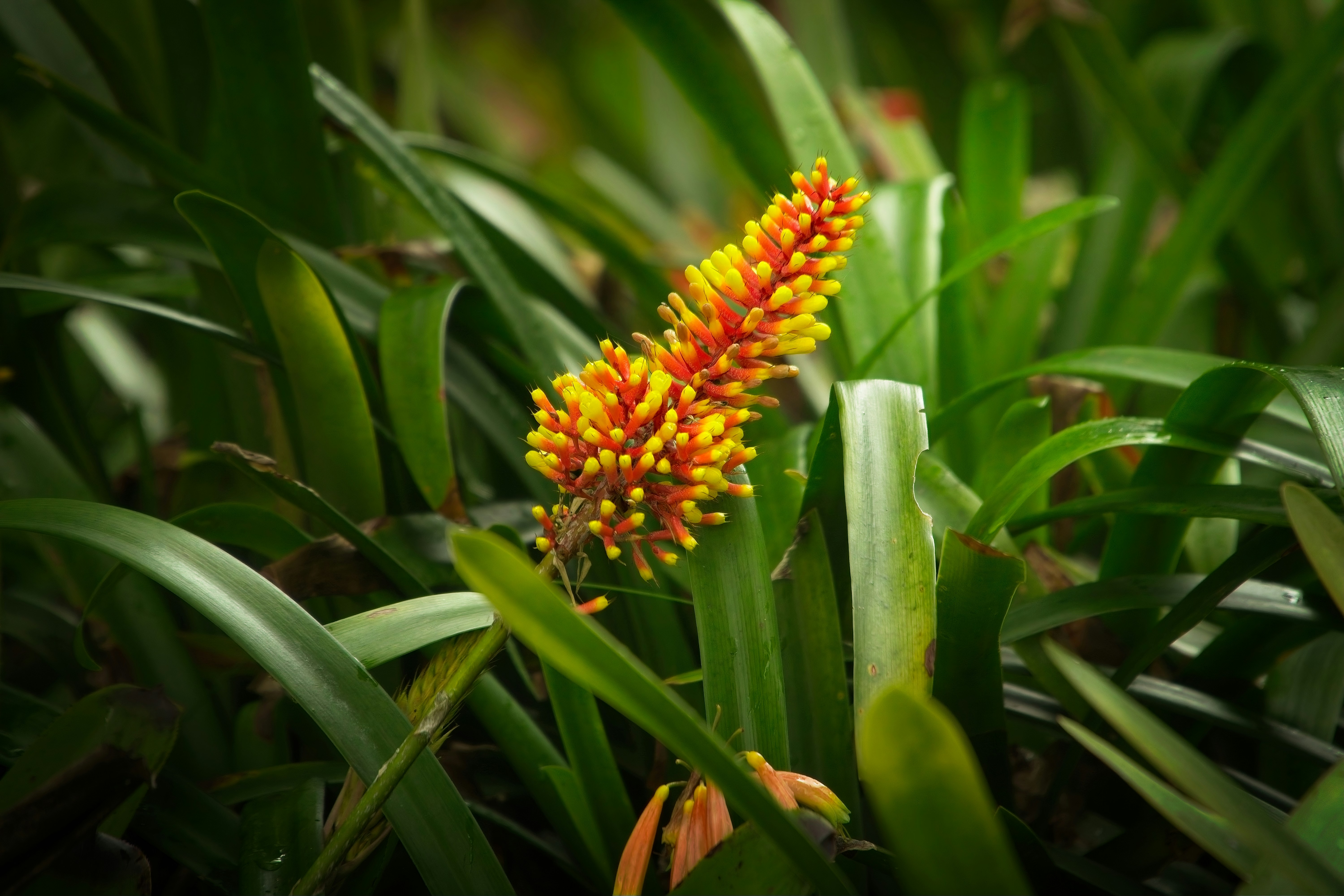 Flame-like Inflorescence Rising from a Sea of Green