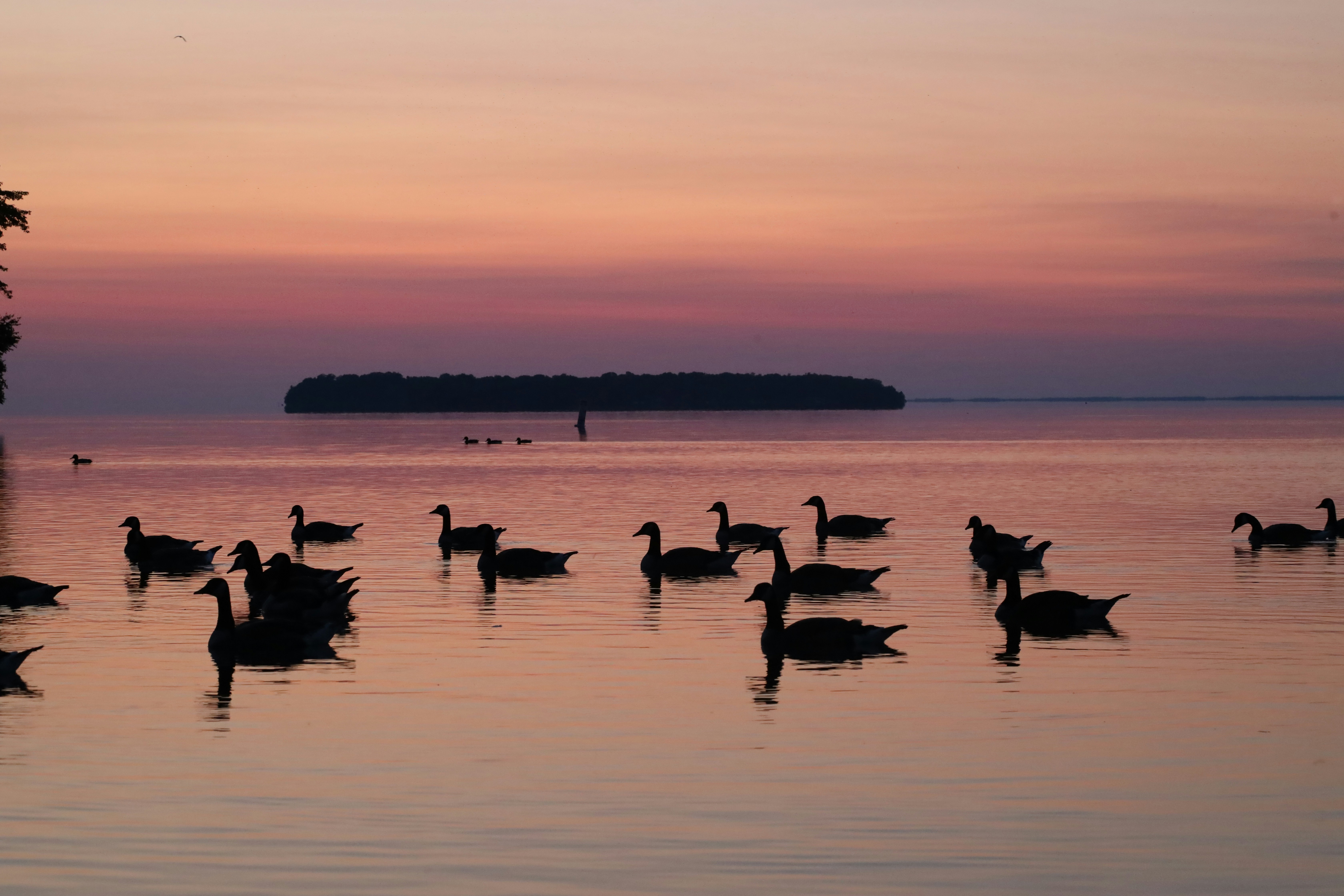 Dusk Chorus: Silhouetted Birds on a Calm Lake