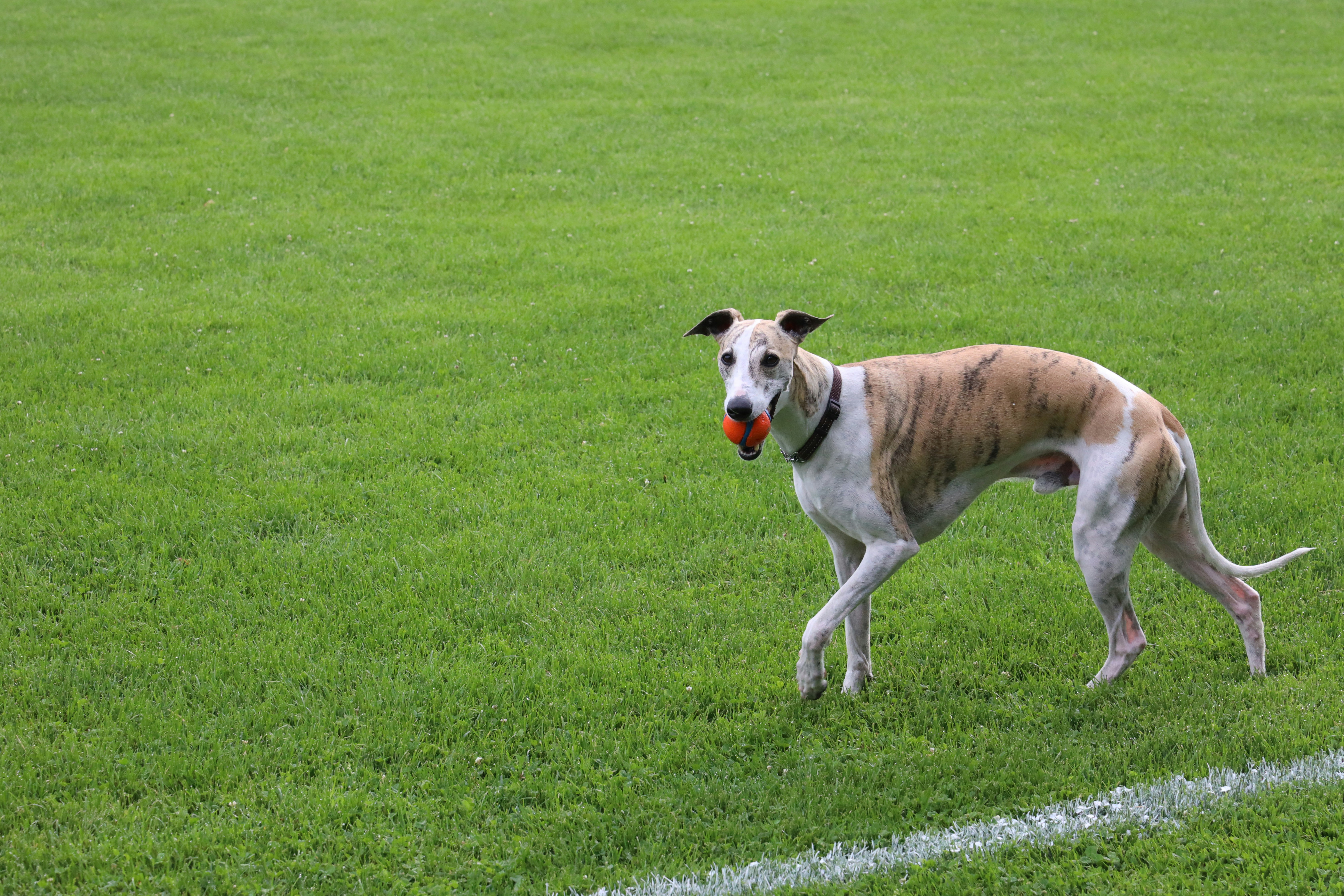Graceful Greyhound in Mid-Stride with Orange Ball on a Lush Field