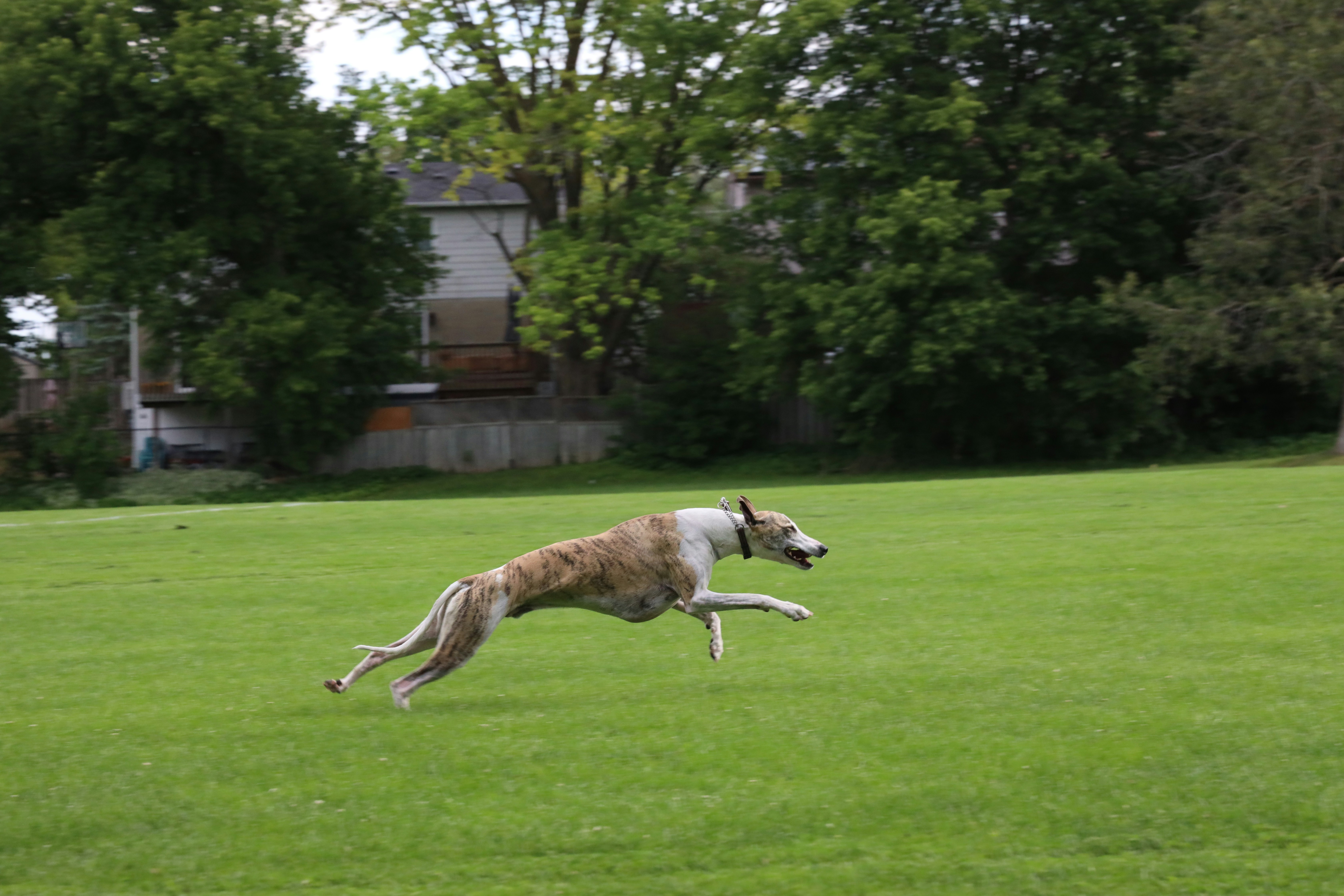 Greyhound in Full Flight Across a Sunny Park