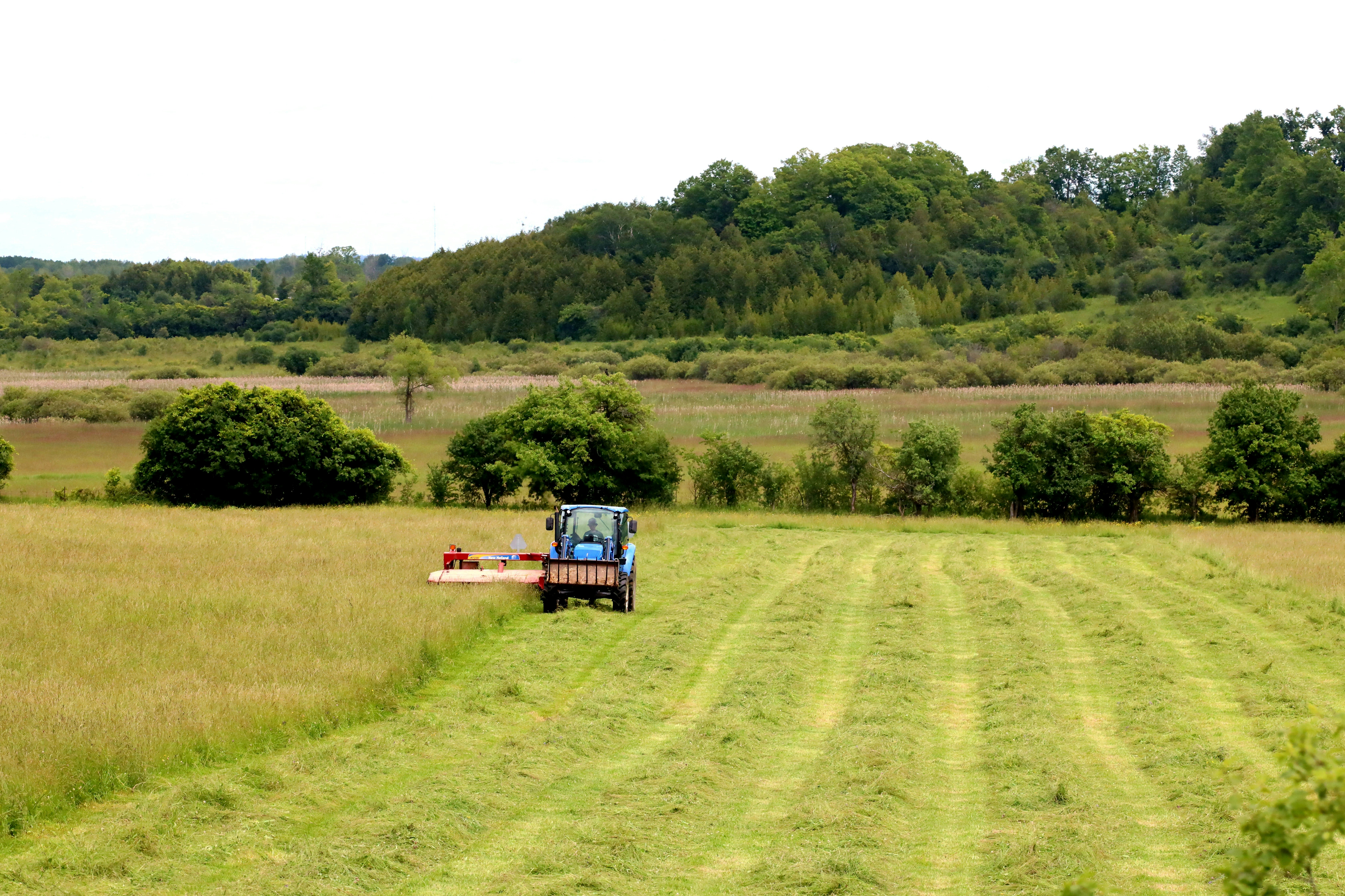 Tractor at Work: Mowed Field Leading the Way