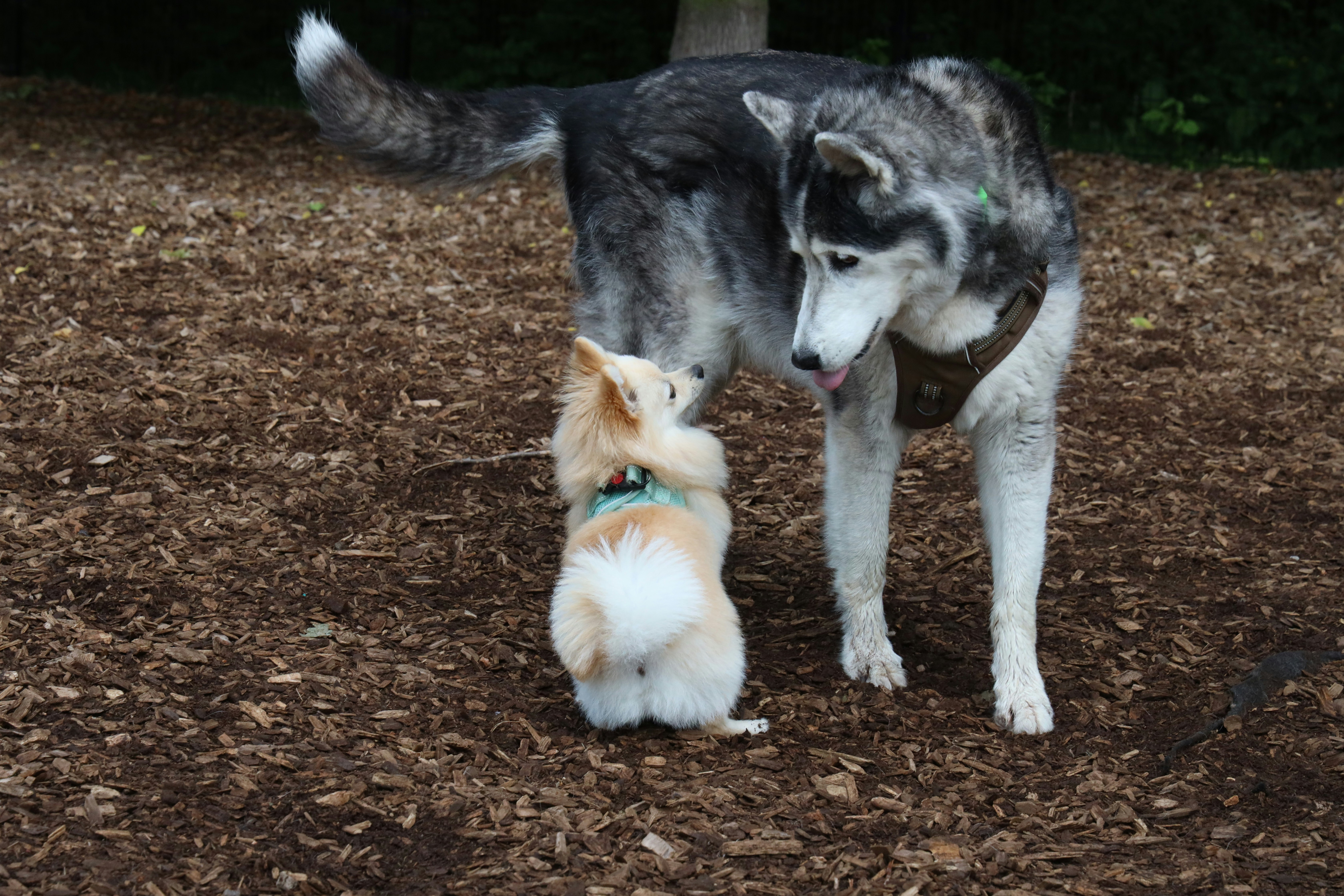 Whispers at Ground Level: Small Charm Meets Gentle Giant