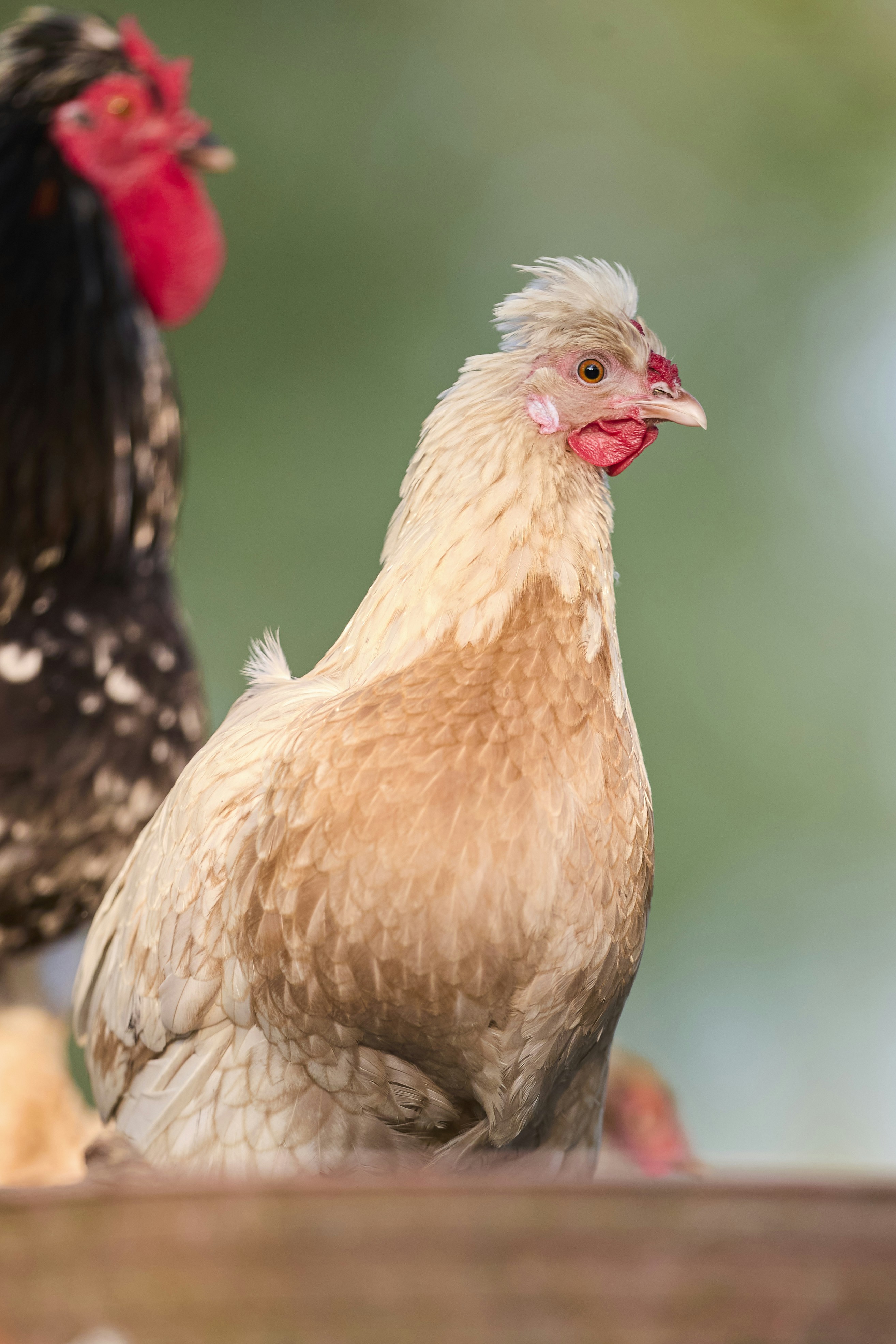 Primaries in Soft Focus: A Buff Hen in Profile with a Dark-Feathered Companion