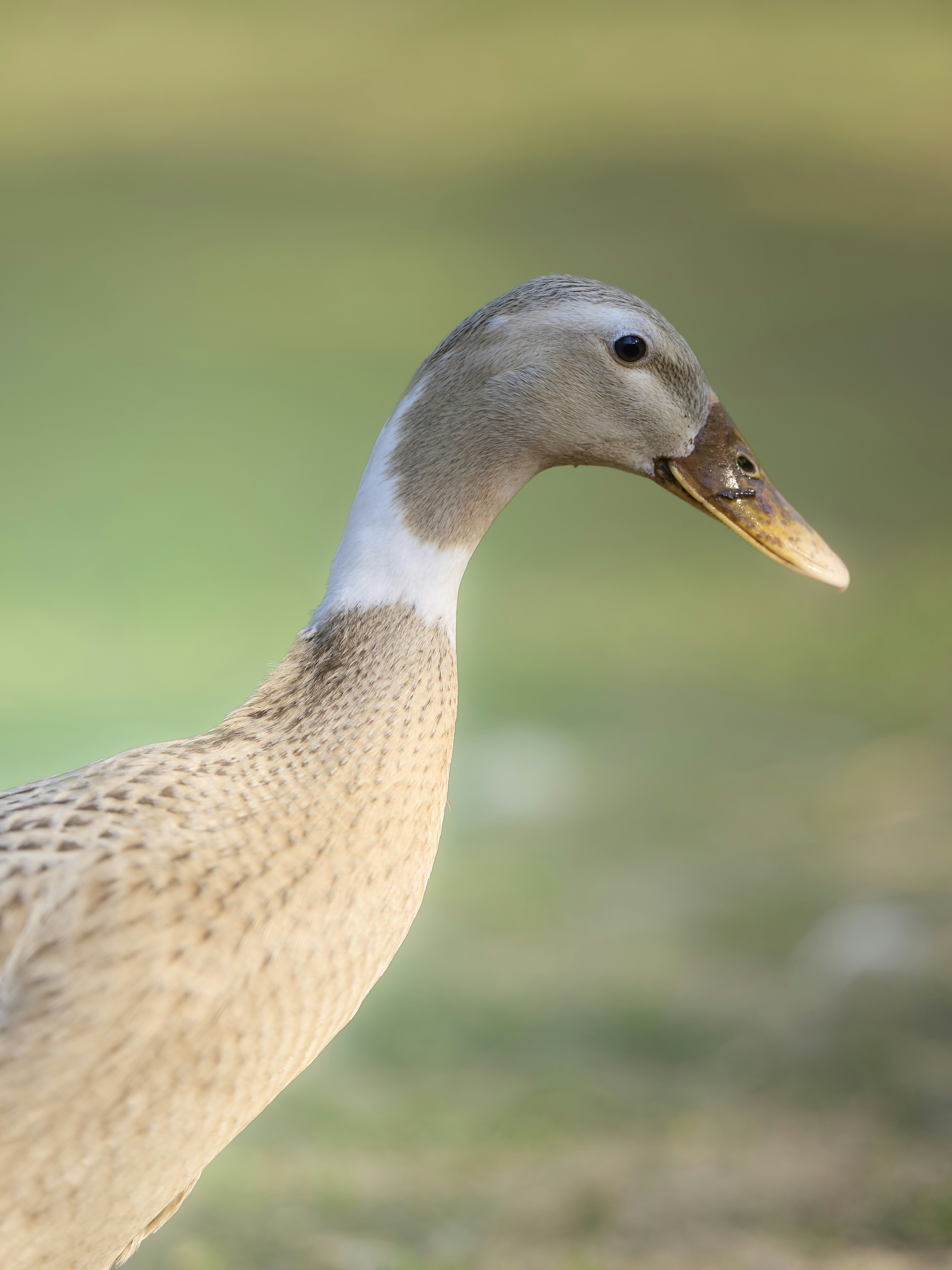 Curious Gaze: A Duck’s Portrait by the Pond