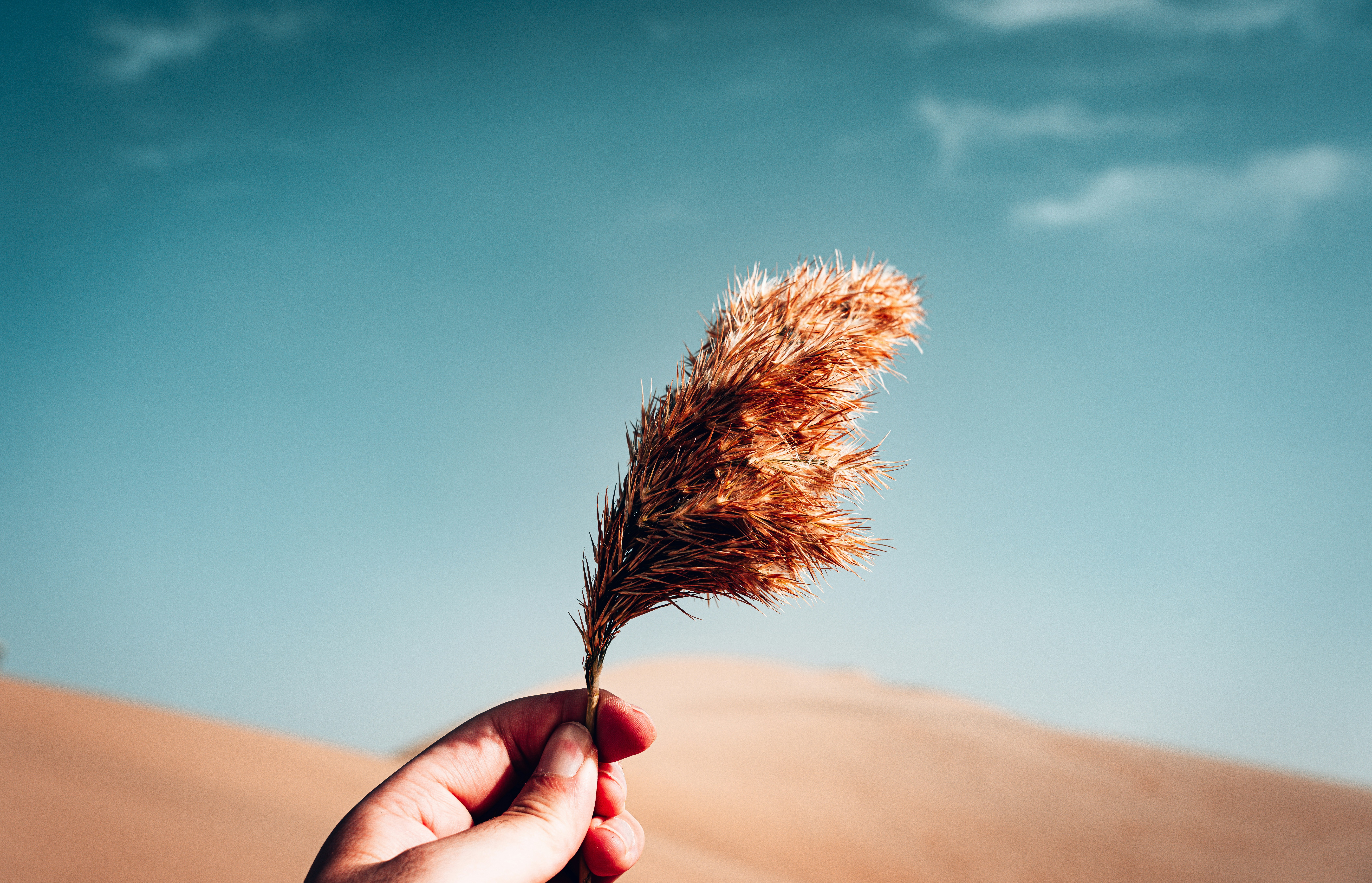 A hand holds a single tuft of tall grass against a sweeping desert dune and blue sky, highlighting texture and contrast.