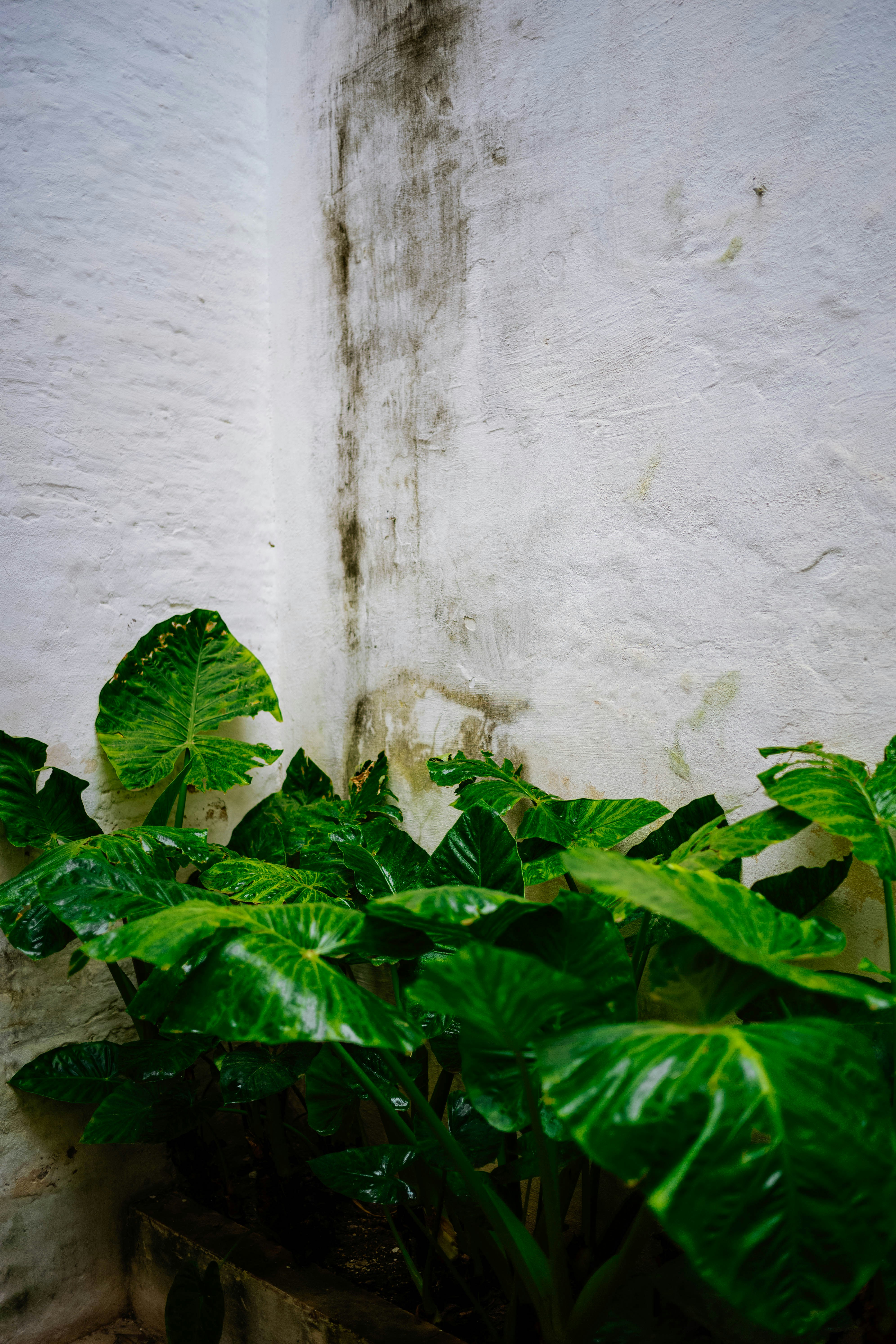 Greenery at the Corner: Leaves Against a Worn White Wall