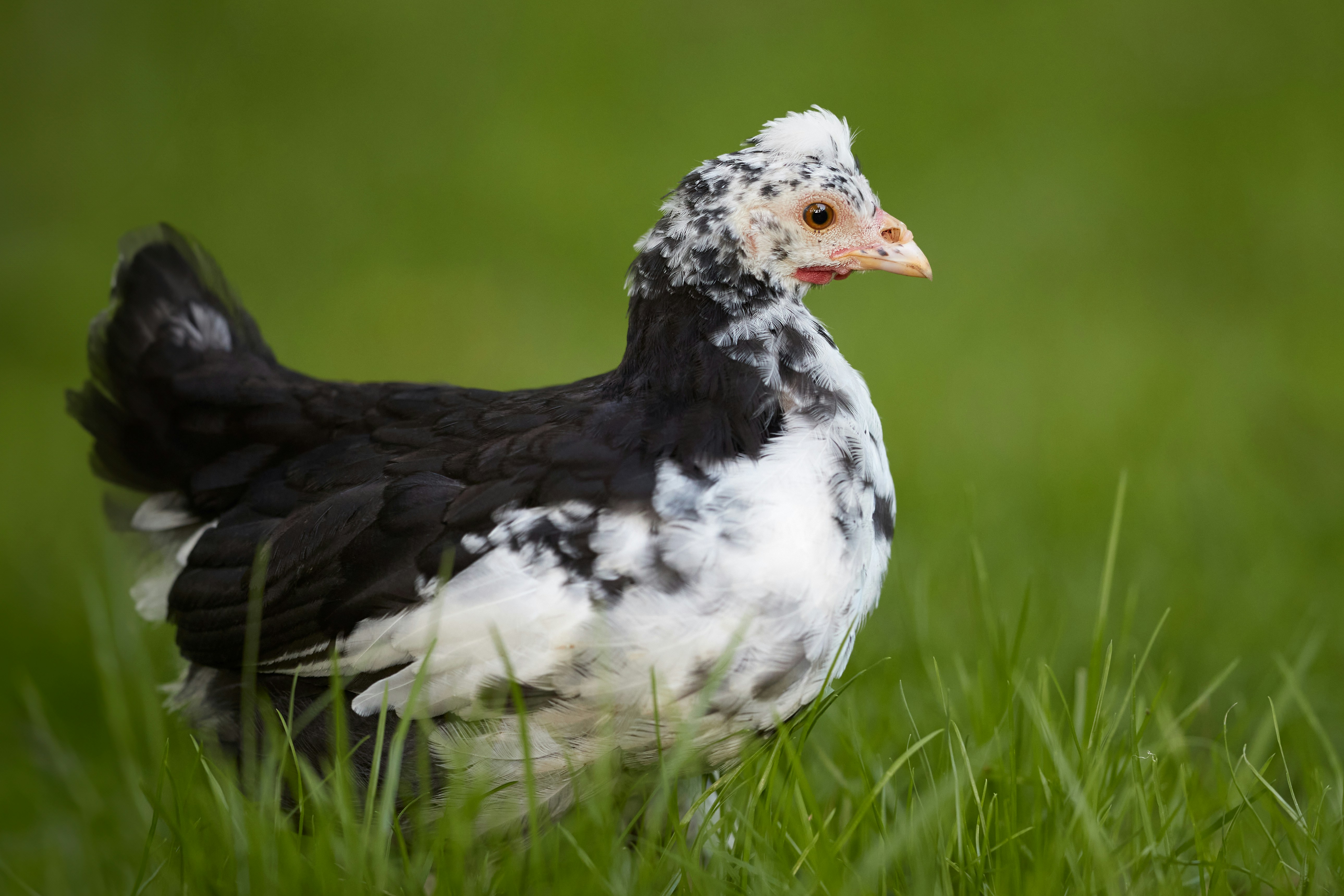 Spotlit Broadside: A Speckled Hen in Quiet Green Pasture