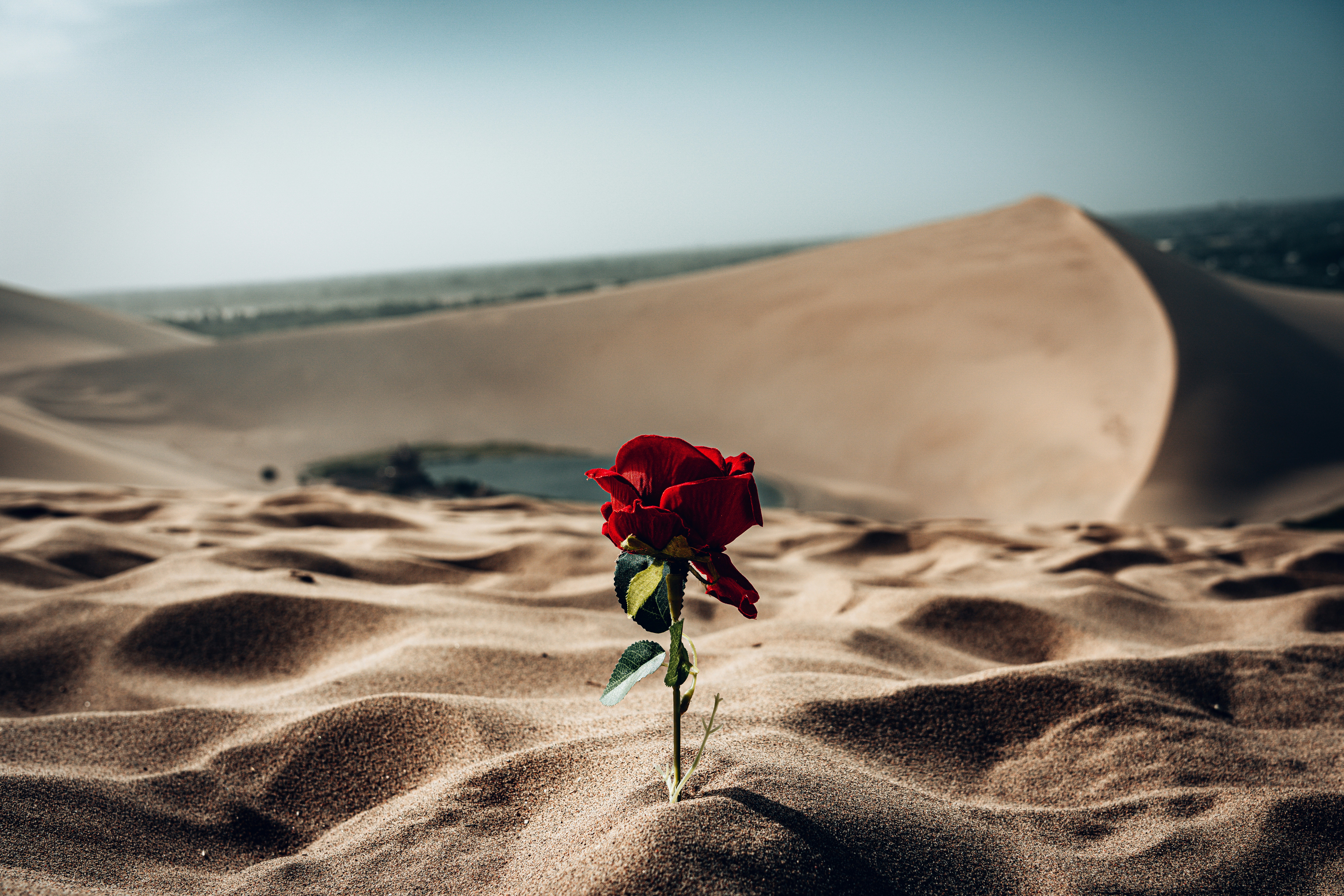 Desert Rose: A Lone Bloom in the Sand Sea