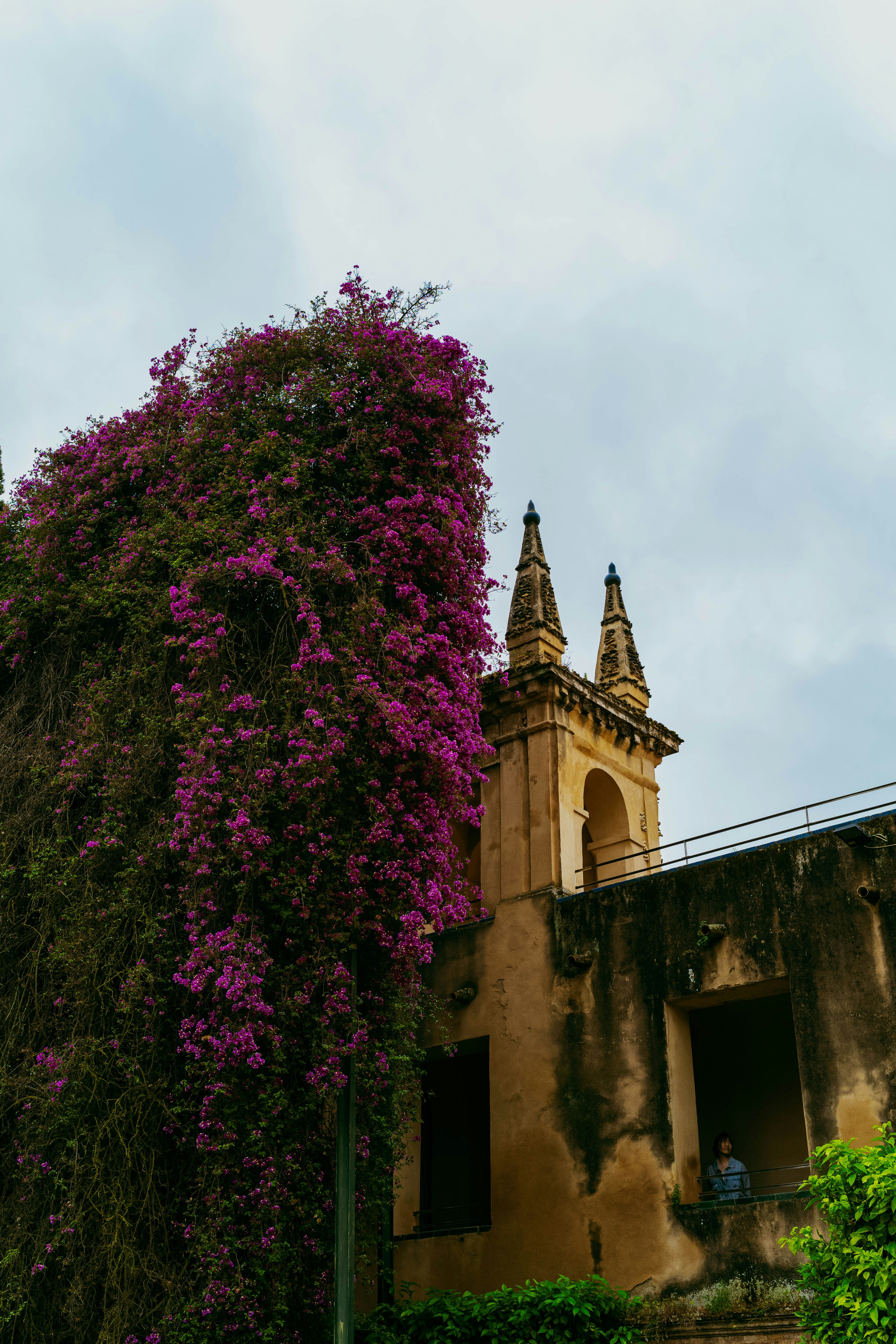 Crimson Bougainvillea Cloaks a Colonial Balcony