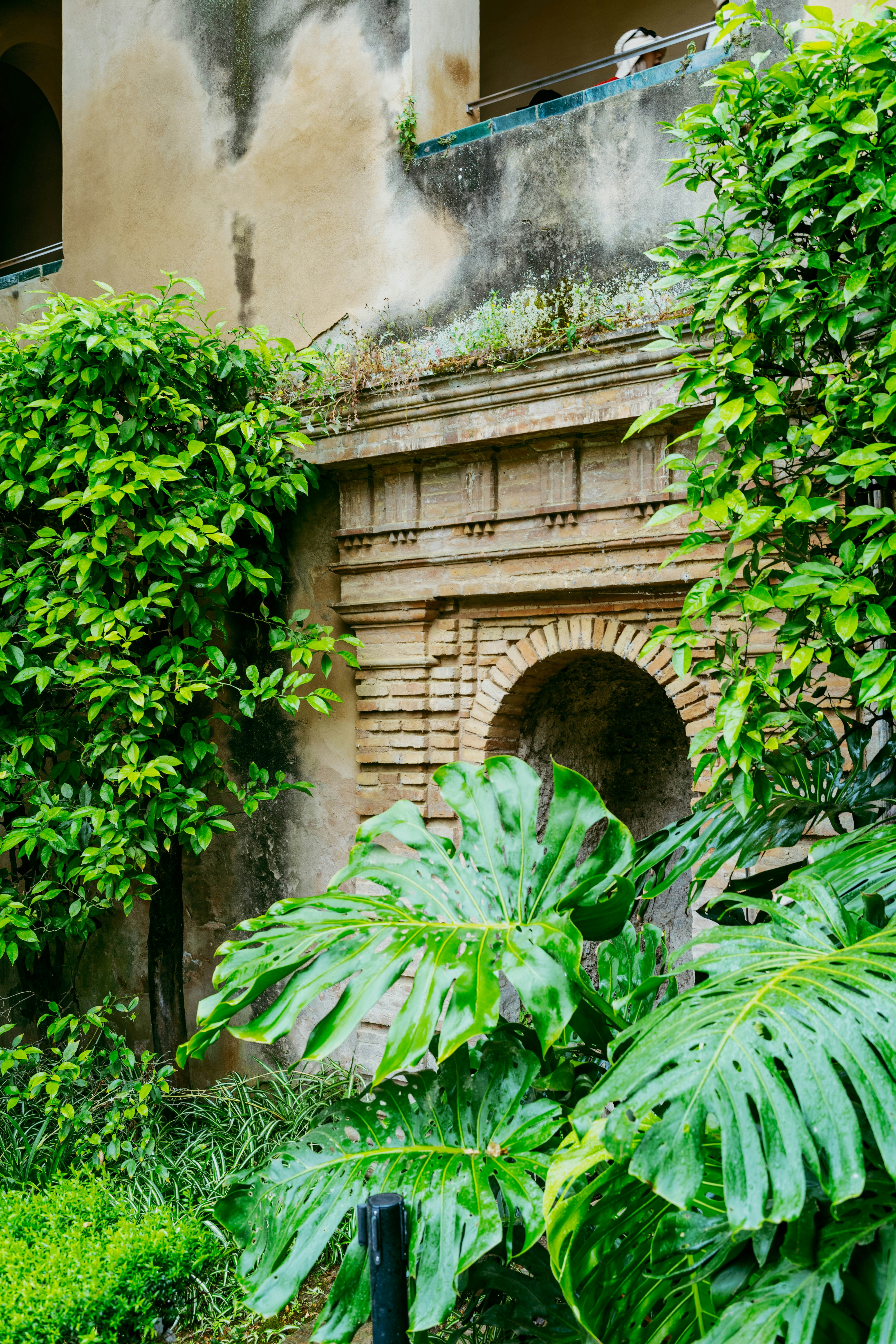 Green alcove: ivy-framed archway peeking through lush tropical leaves