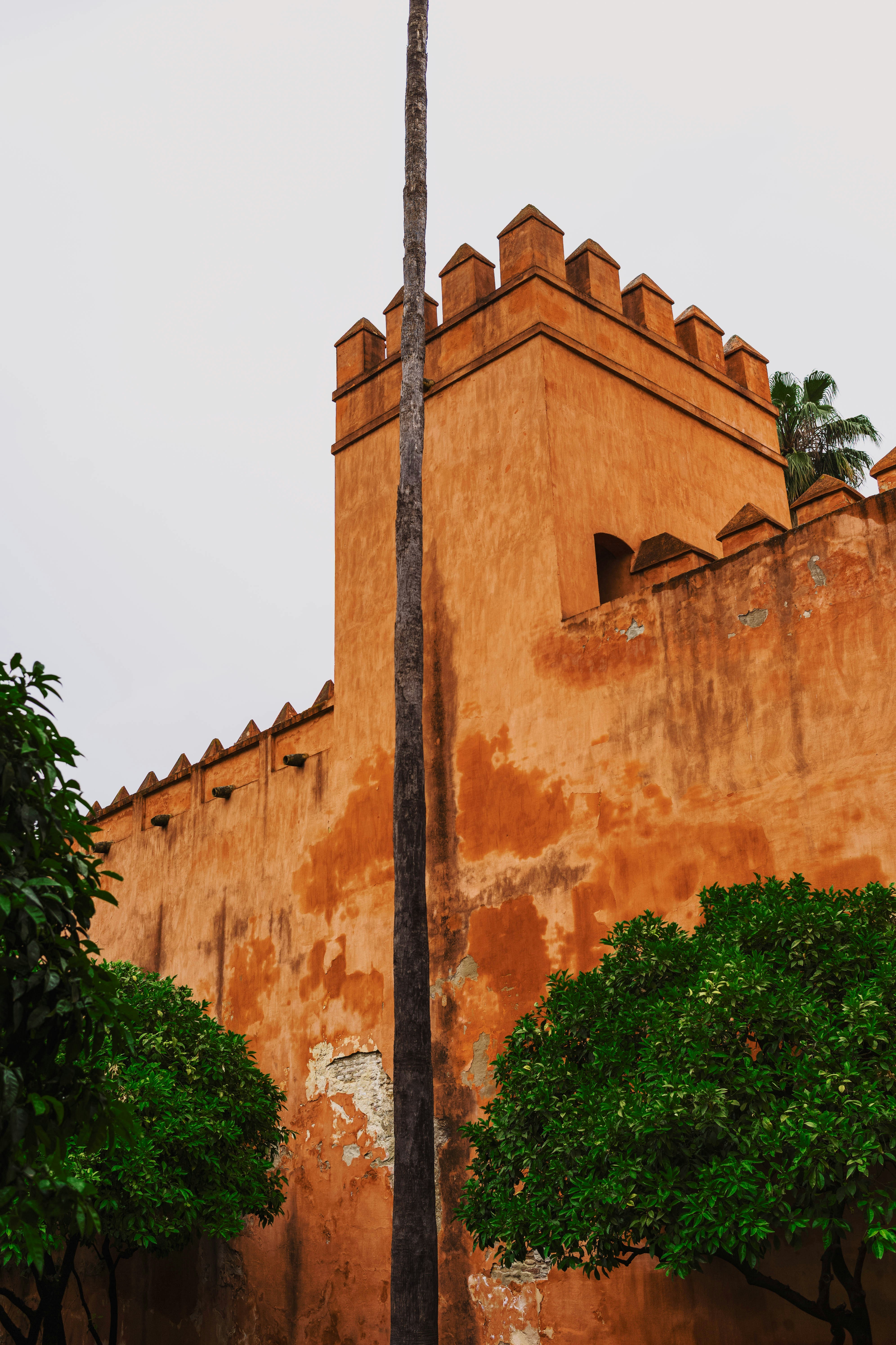 Terracotta Fortress: A Tadpole Tall Wall Against Palm and Green
