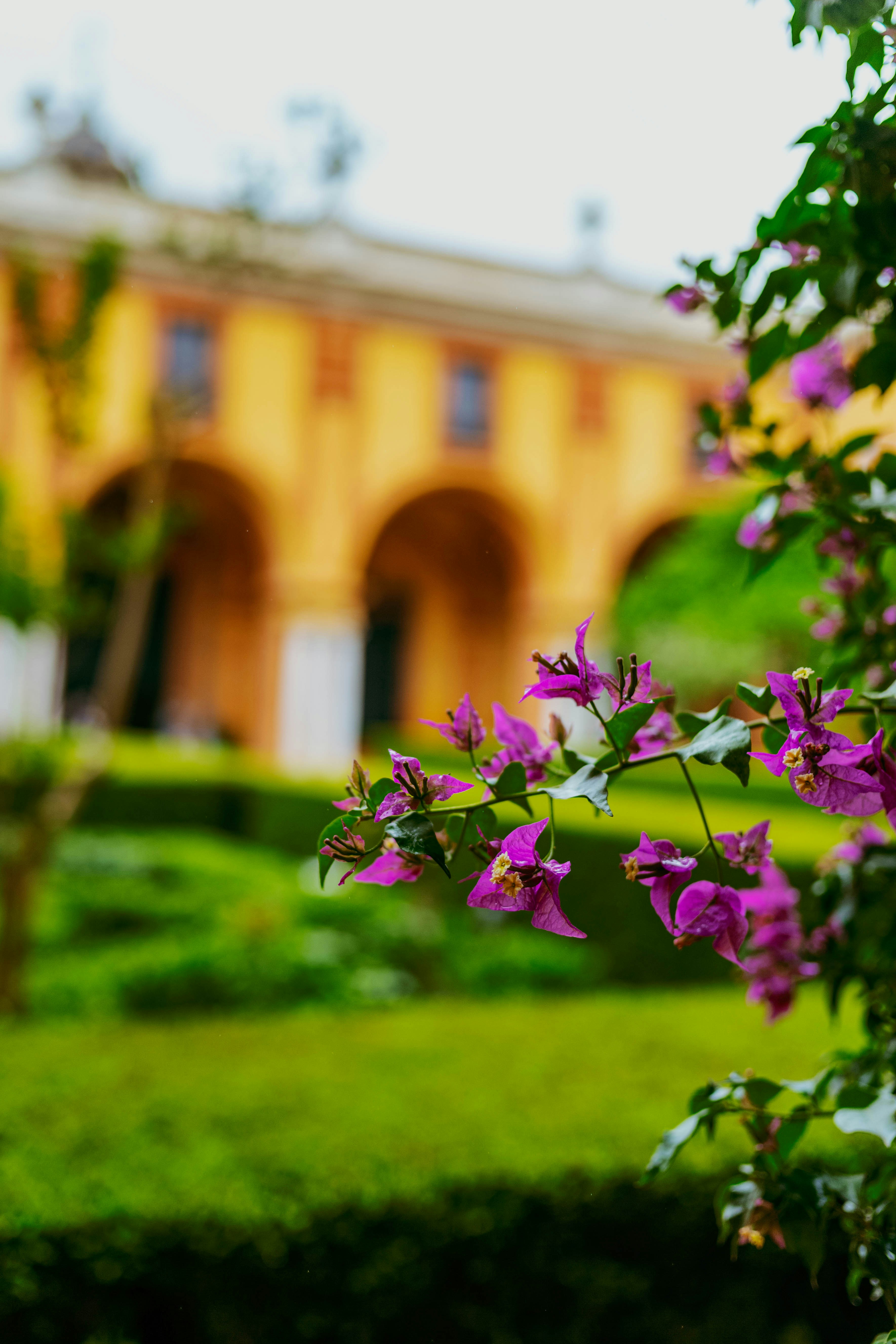 Blooming in Focus: Pink Bougainvillea Framing a Golden Courtyard