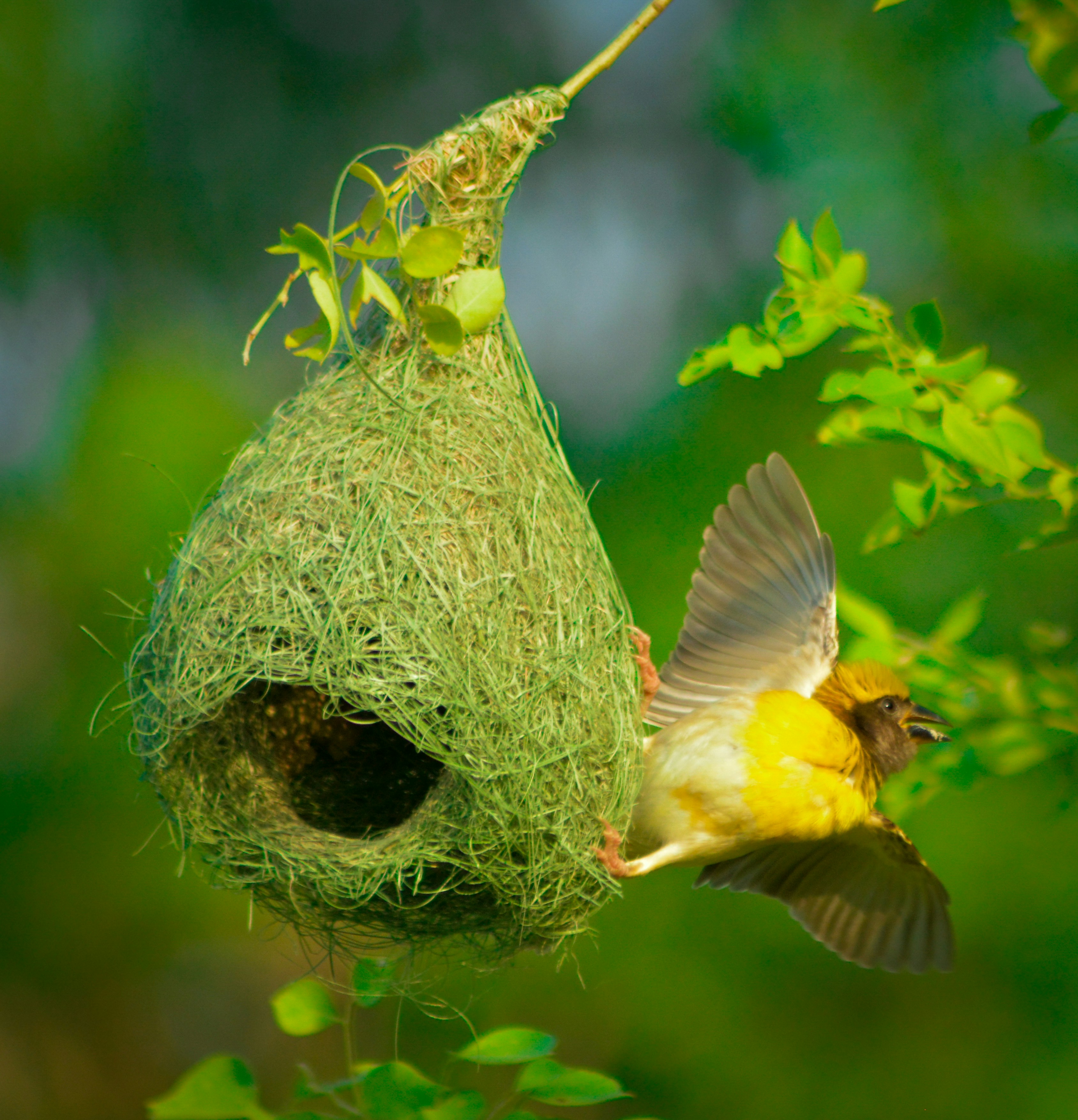 Hanging Nest Rescue: A Golden Oriole in Midflight by a Bird‑nest Hibiscus