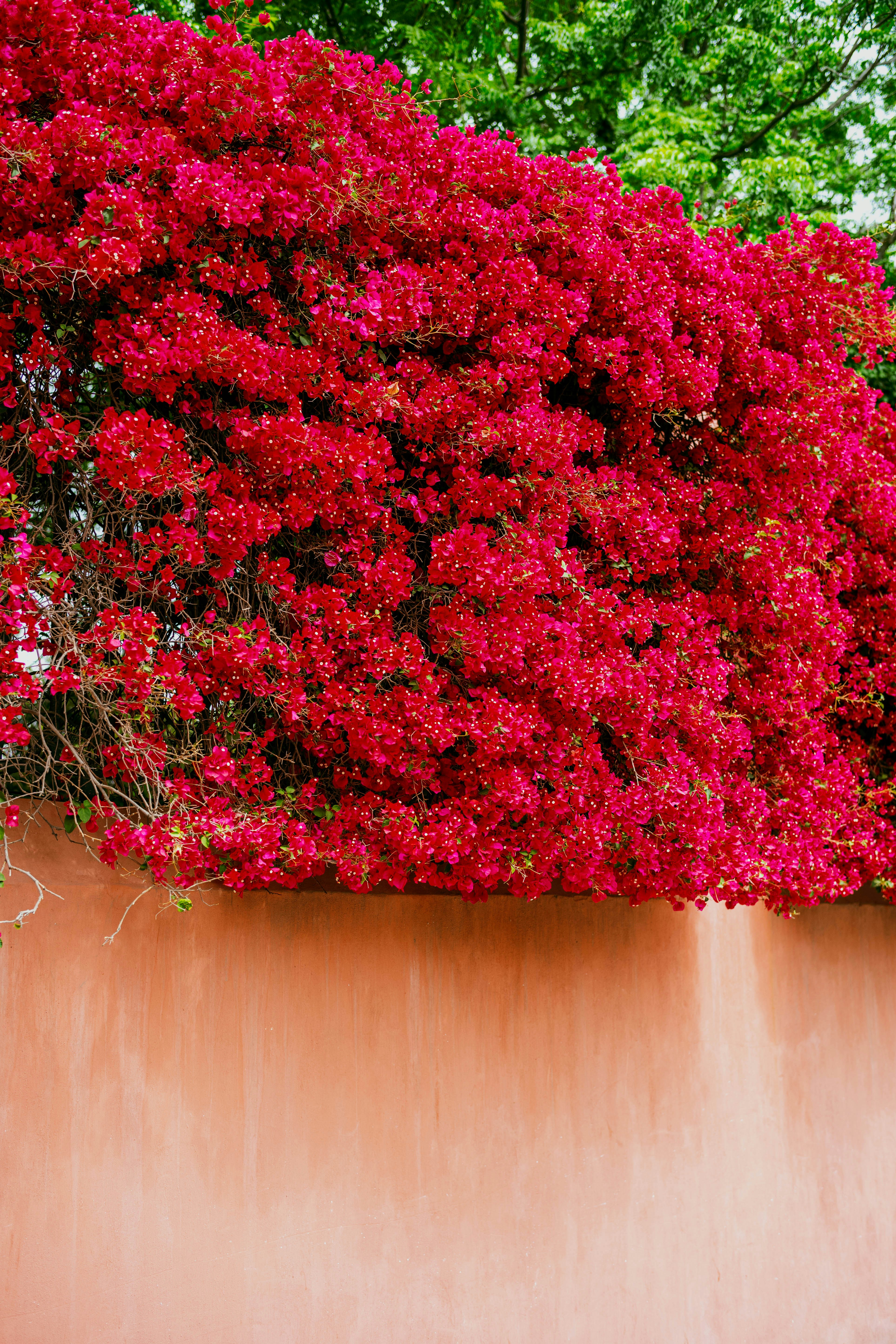 Crimson Bougainvillea Over a Warm Terracotta Wall