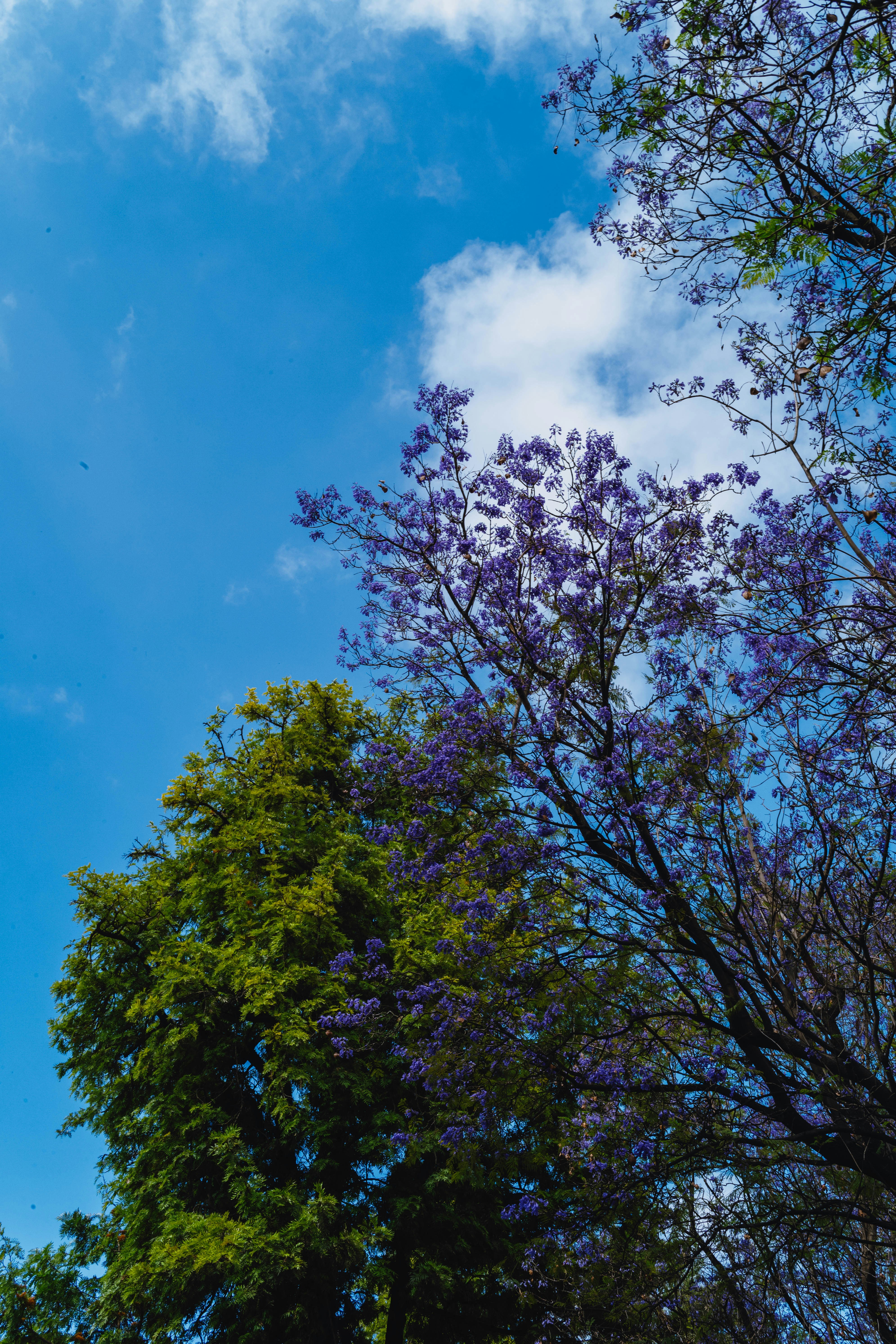 Purple-flowered canopy under a brilliant spring sky