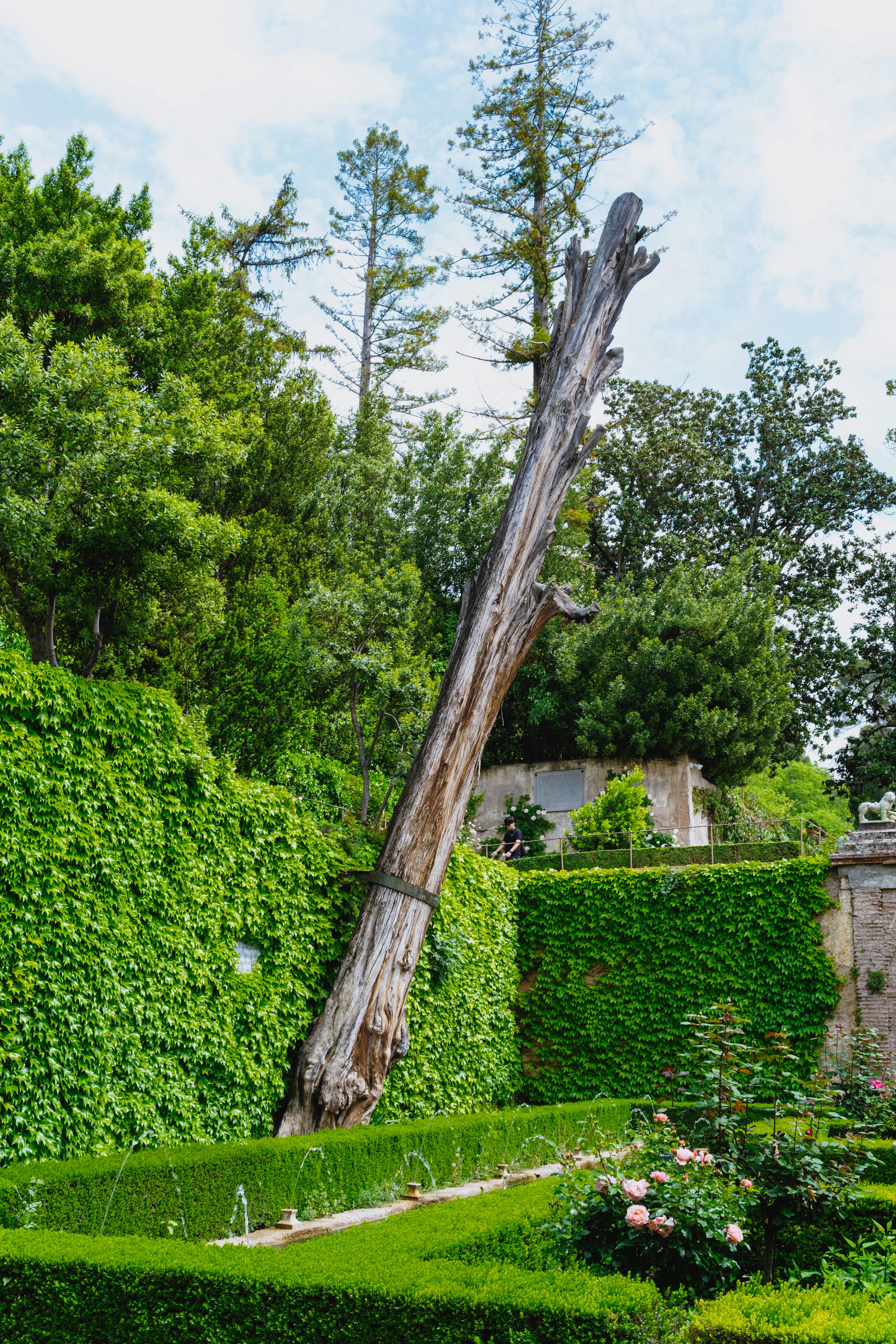 A Weathered Sentinel Reaching Toward the Sunlit Garden