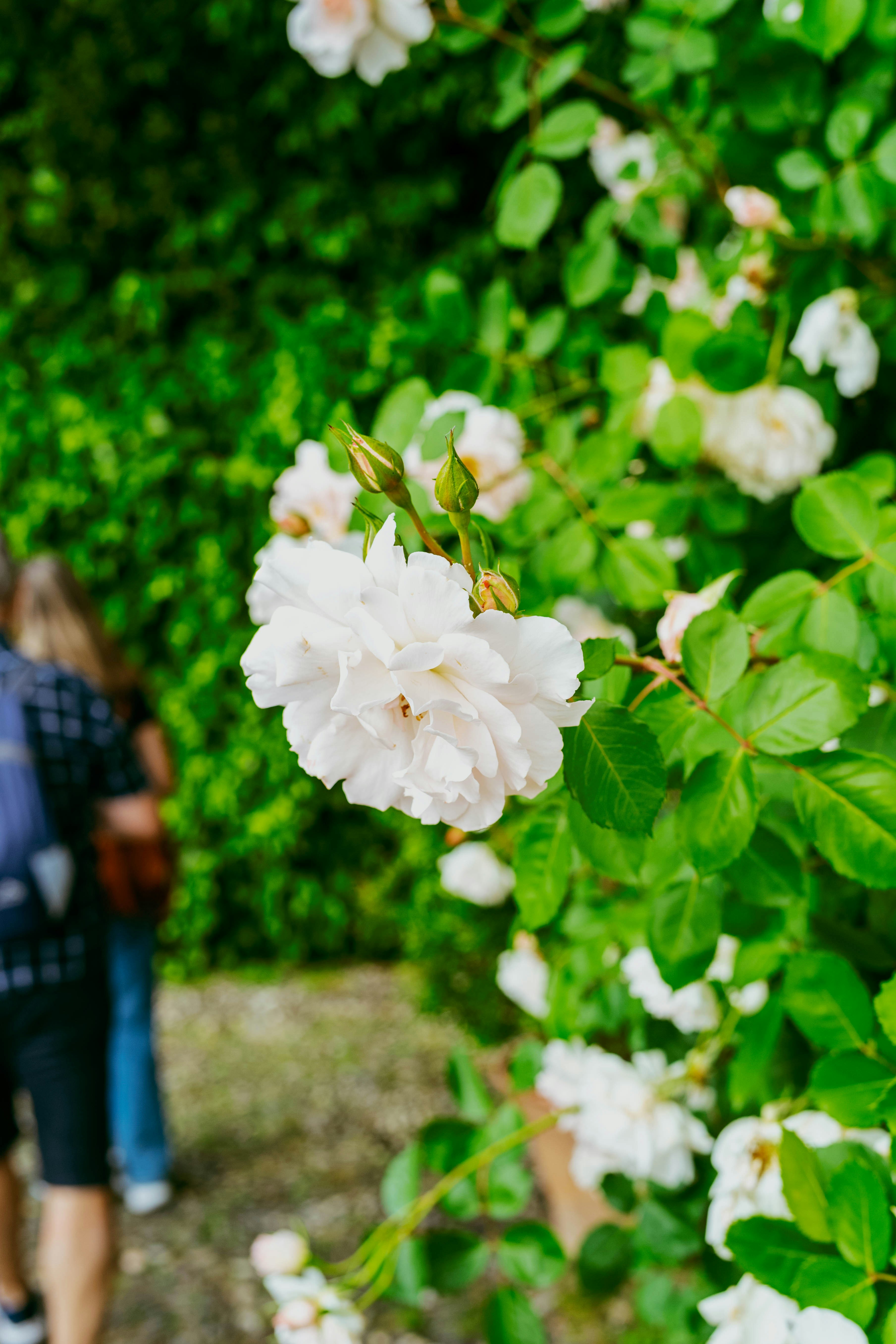 White Rose in Focus Amid Garden Veil