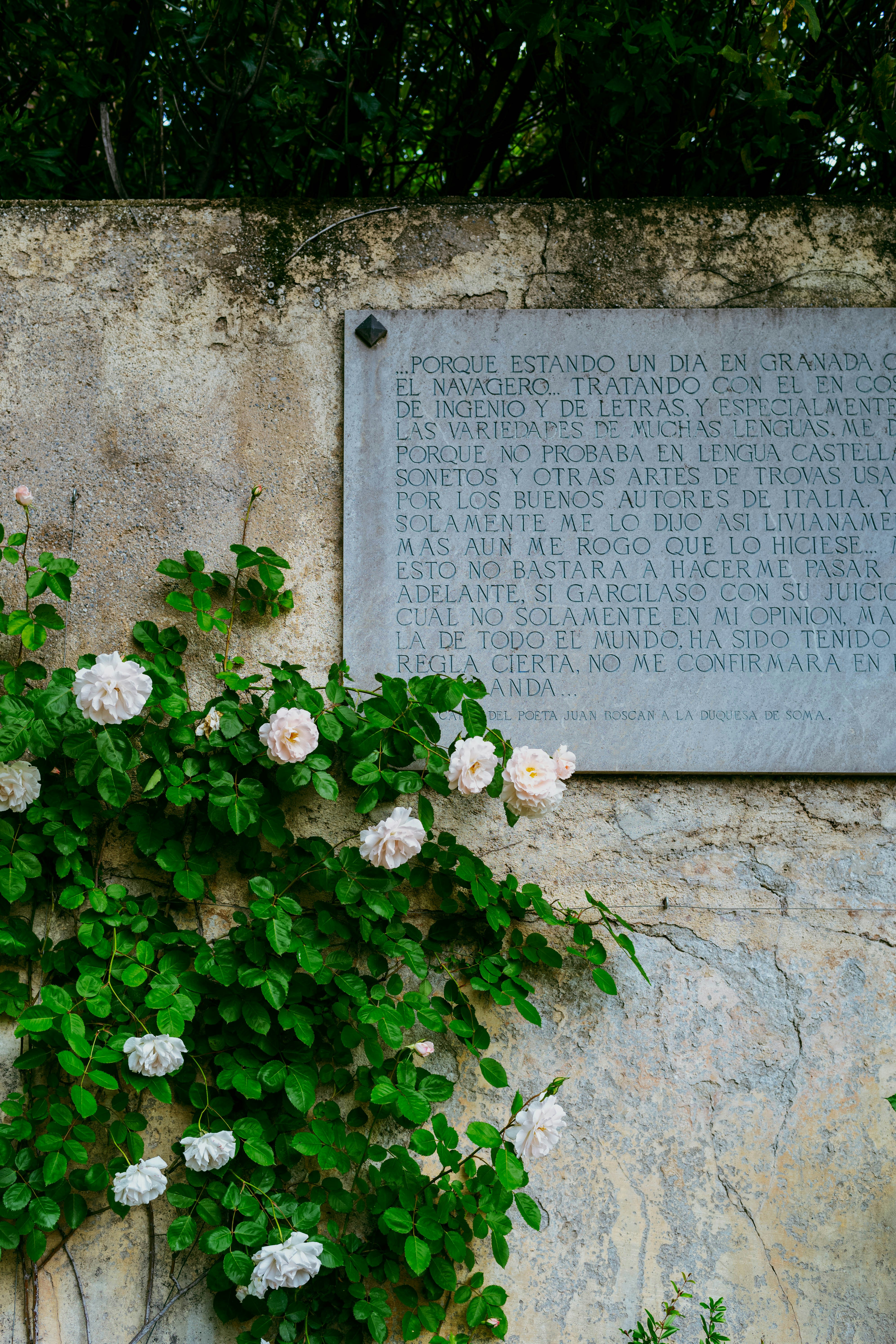 Stone Plaque and White Roses Cling to a Sunlit Wall