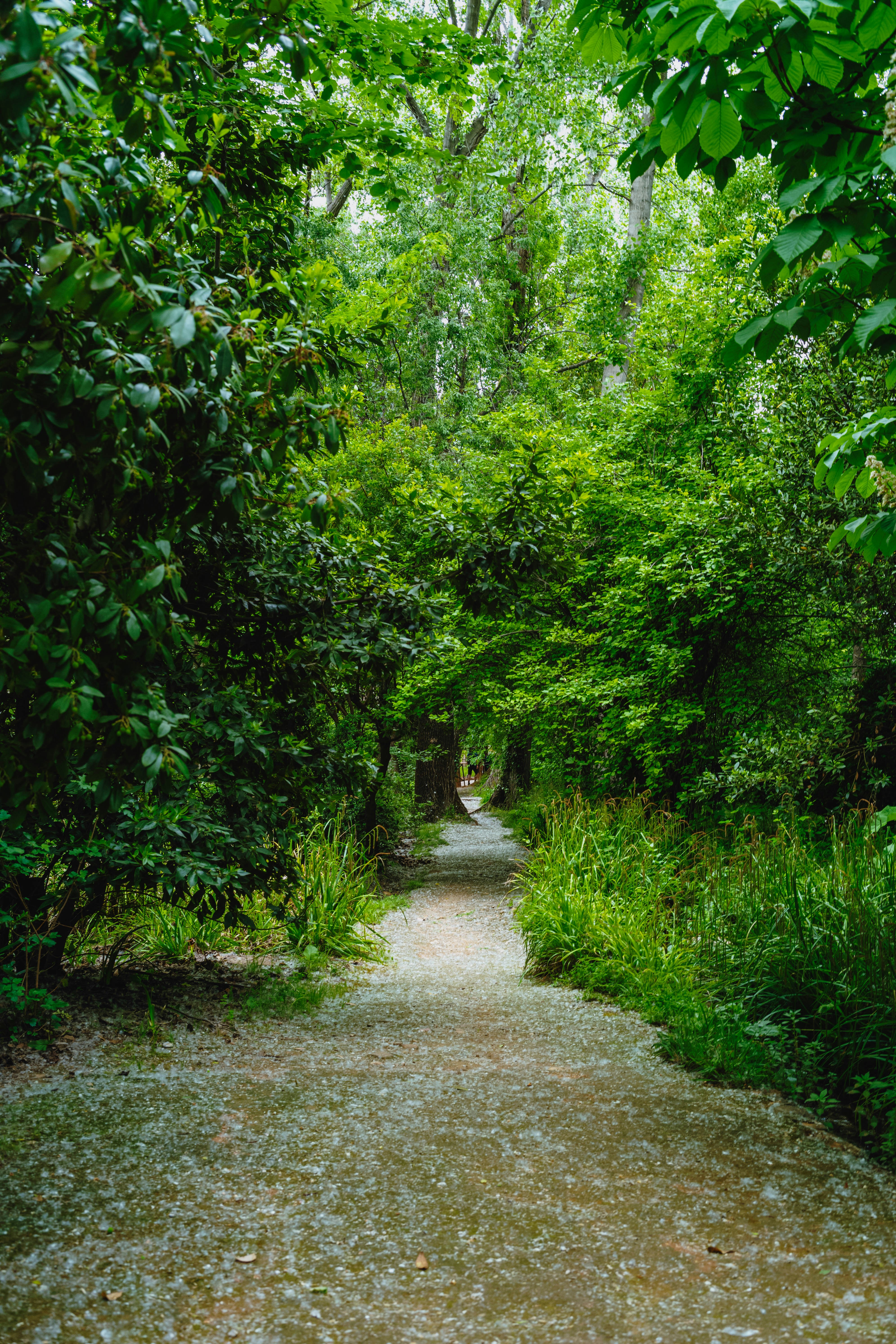 Path Through a Lush Green Corridor