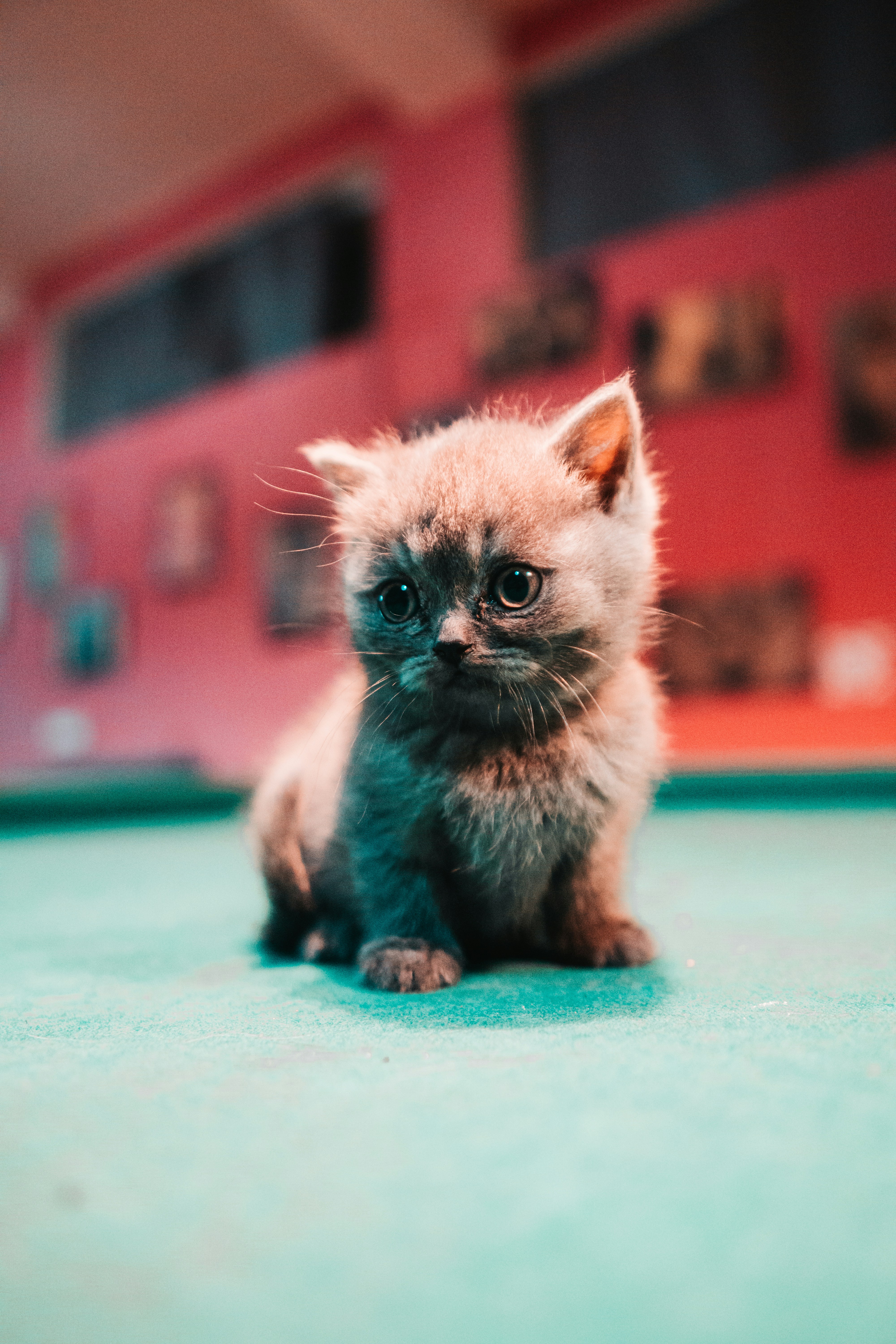 Curious Kitten on a Pool Table Under Warm Neon