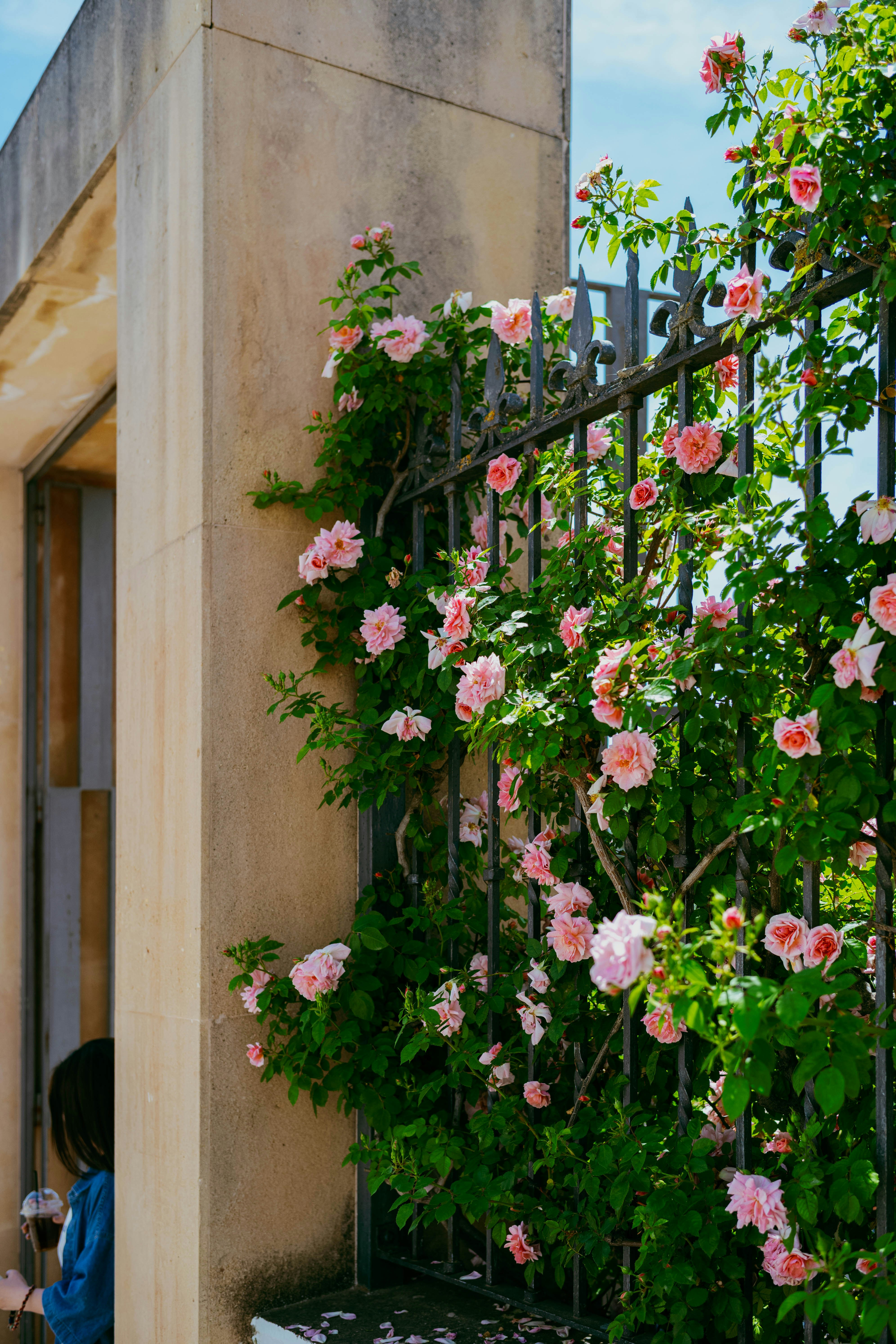 Pink roses cling to a sunlit iron lattice beside a stone column