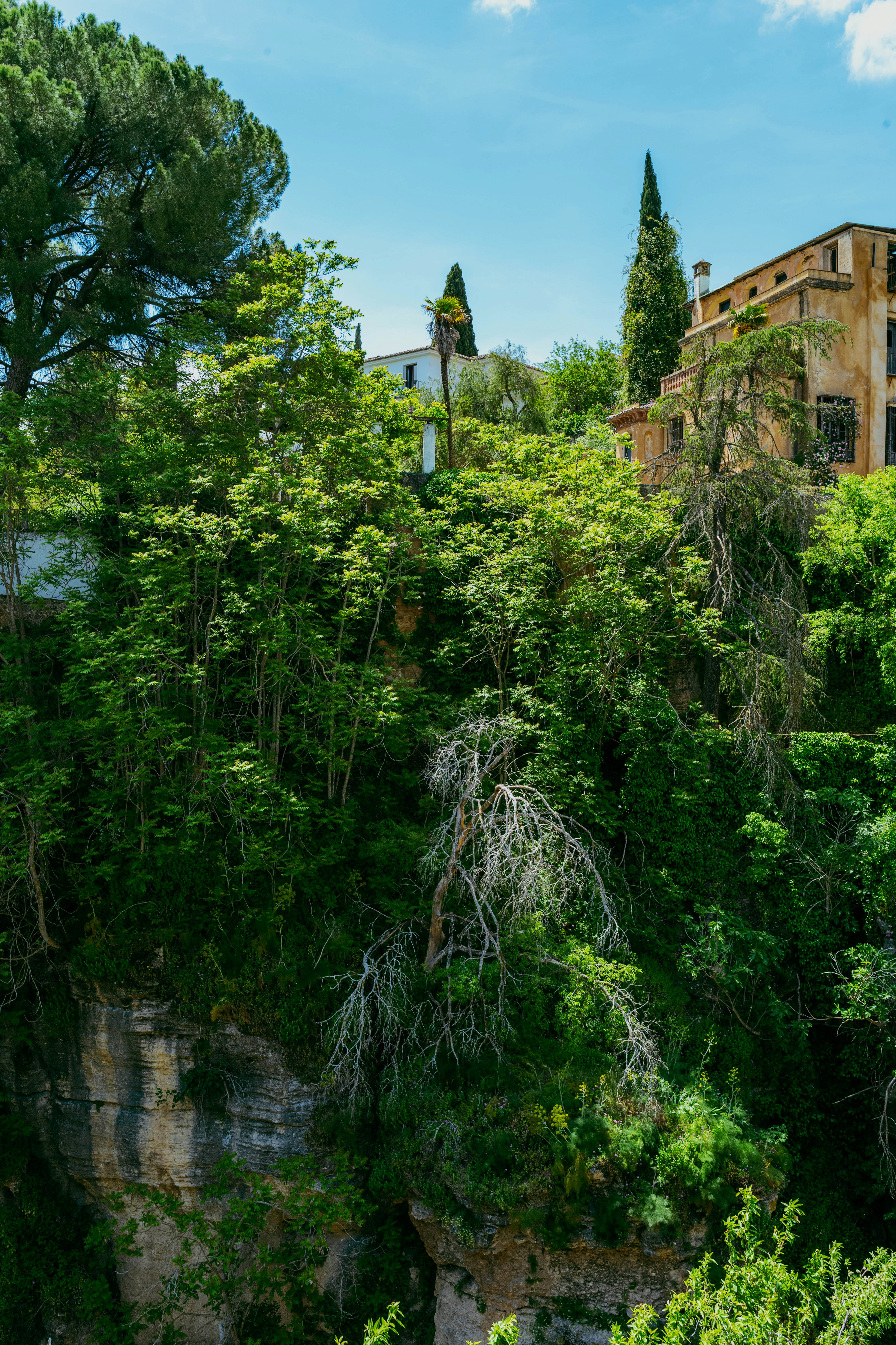 Cliffside Estate Overlook Amid Verdant Growth