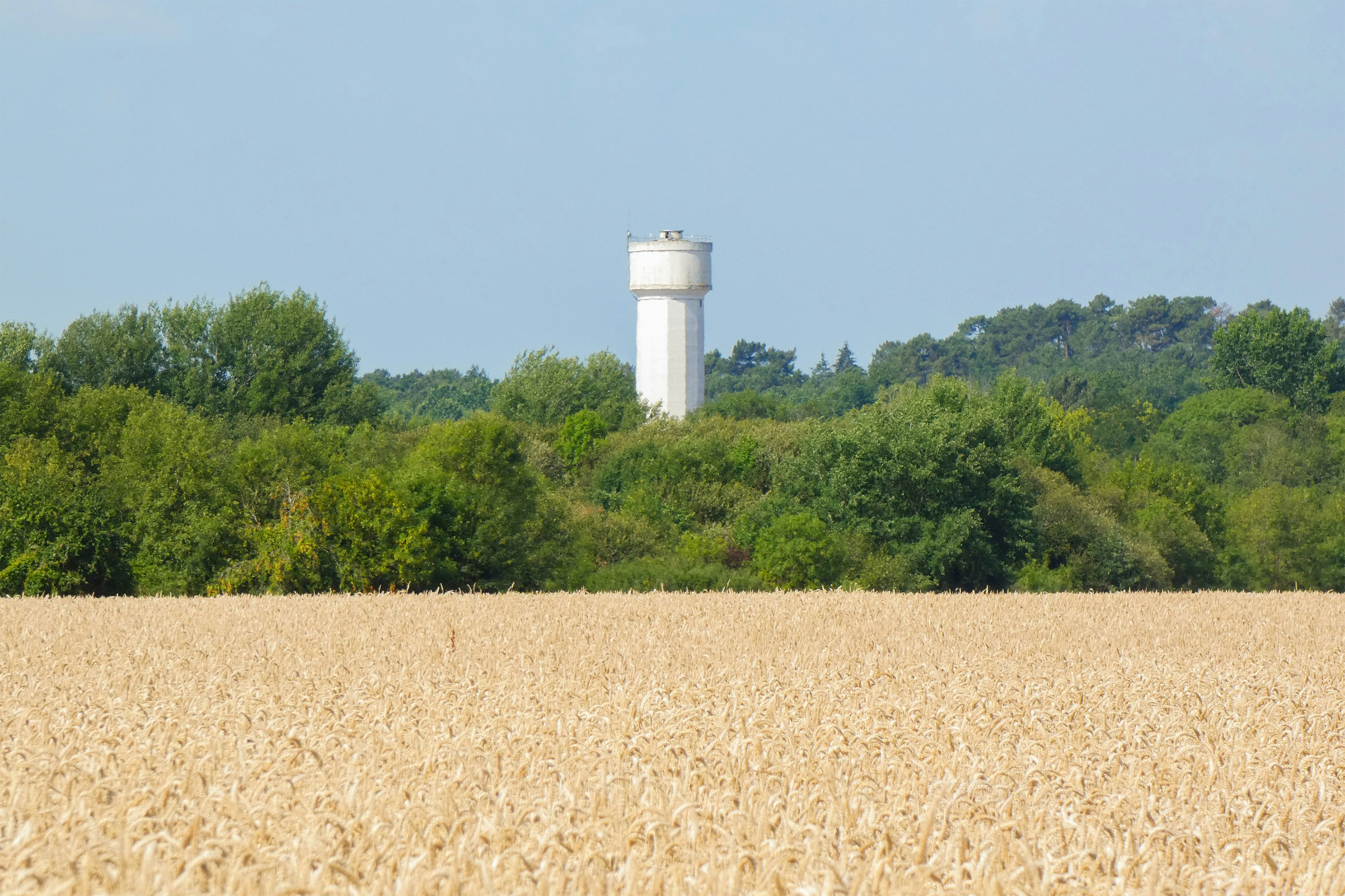  solitary water tower rising above a golden wheat field