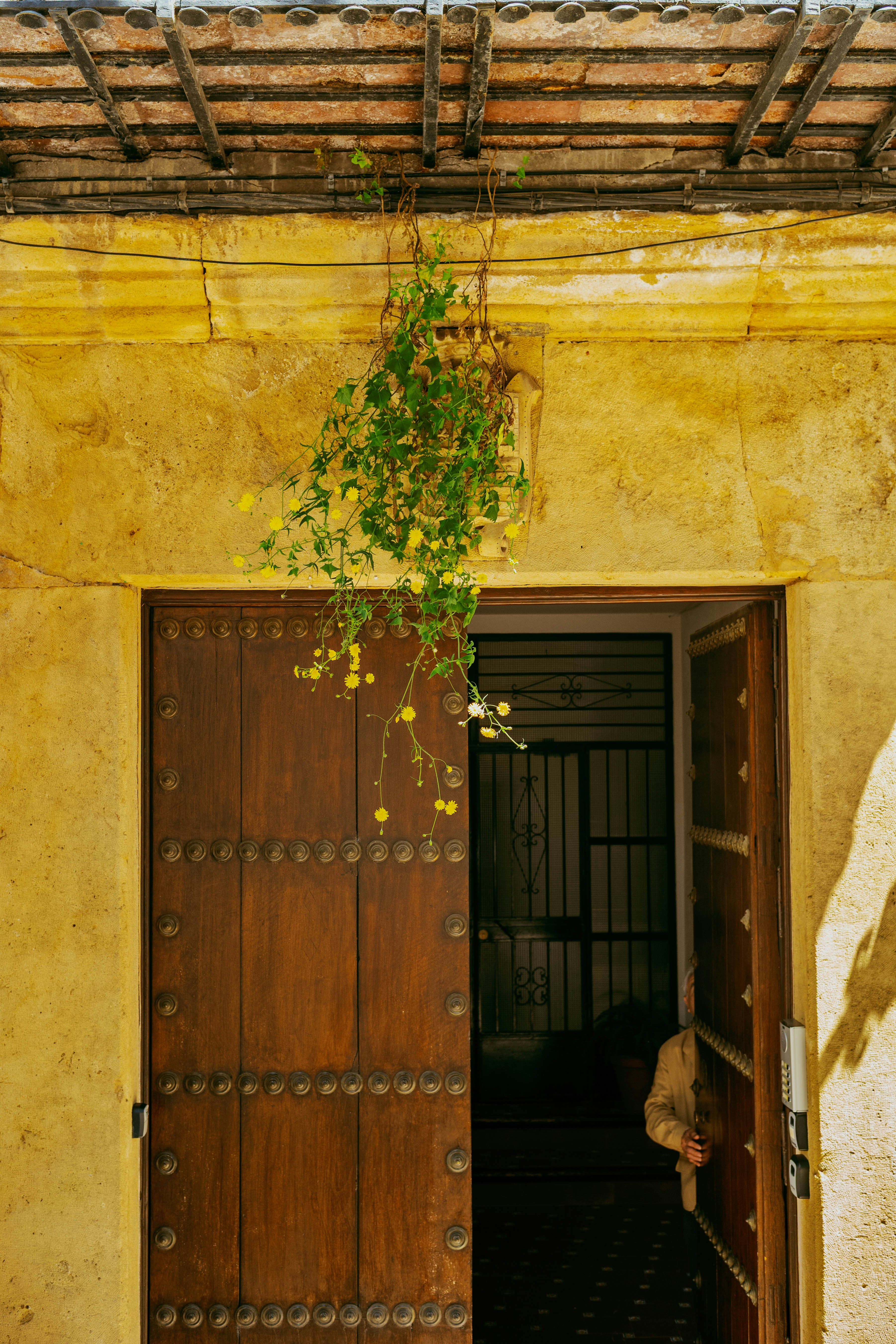 Doorway to a Quiet Interior Under a Hanging Vine